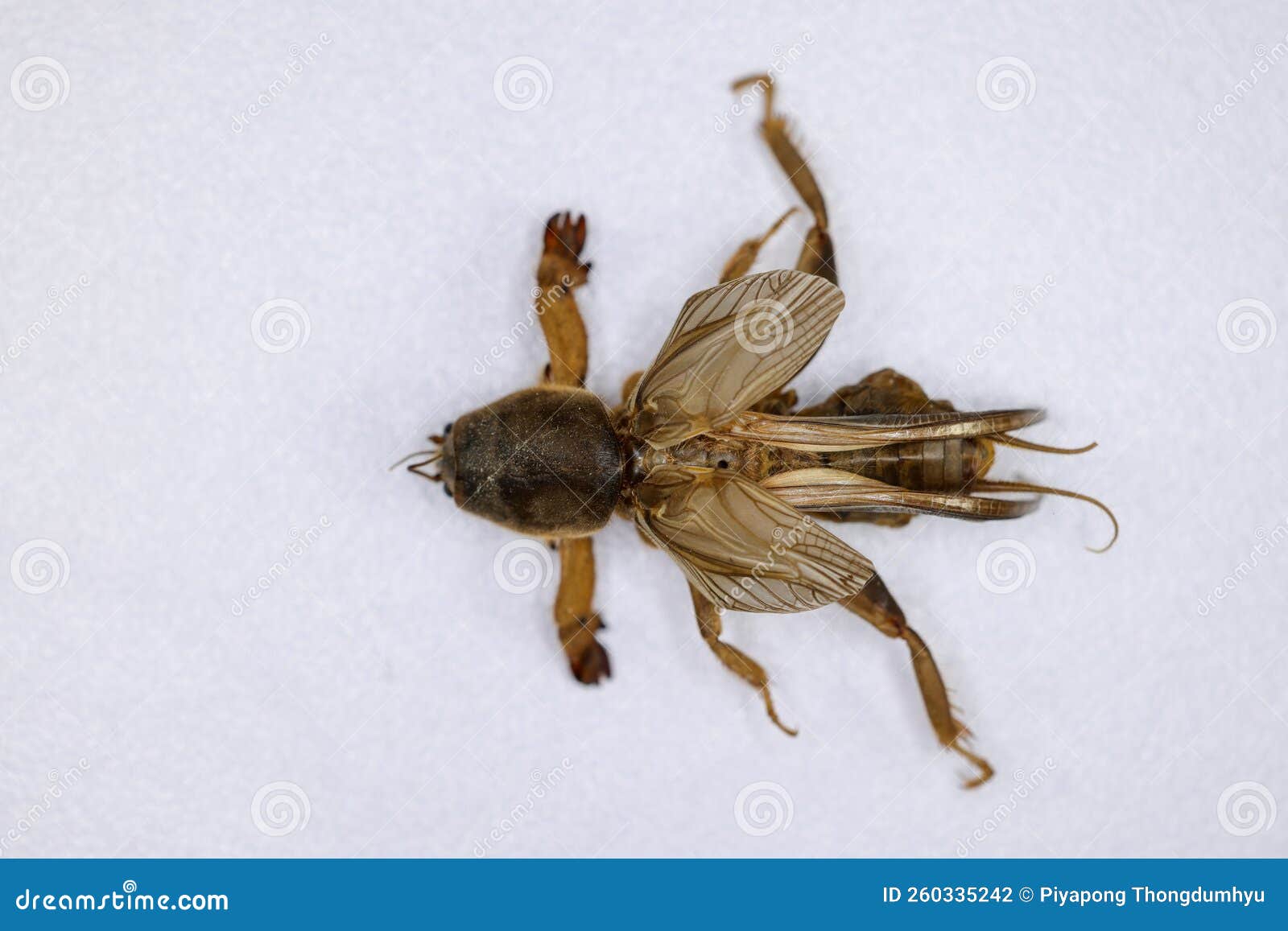 Background of Insects Entomology in Laboratory. Stock Photo - Image of ...