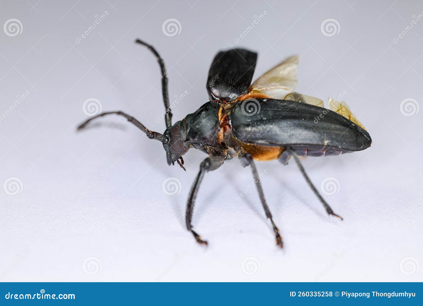 Background of Insects Entomology in Laboratory. Stock Photo - Image of ...