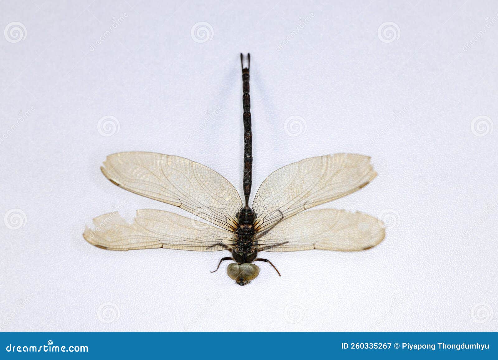 Background of Insects Entomology in Laboratory. Stock Image - Image of ...