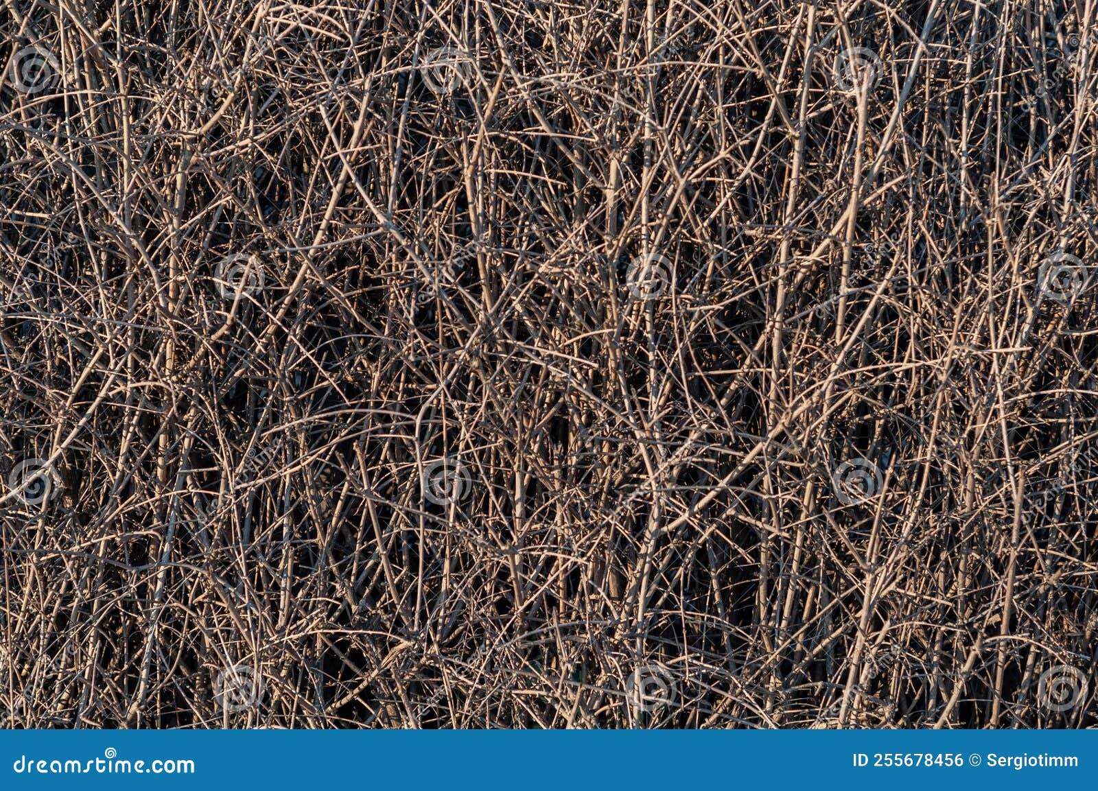 Background Intertwined Branches Shrub, Thicket Shrubs without Leaves ...