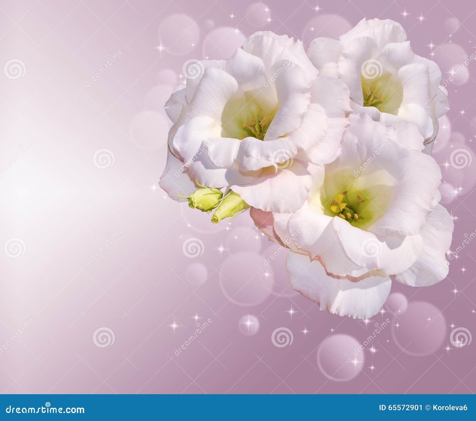 Background with the Irish Rose. Stock Image - Image of flower, irish ...