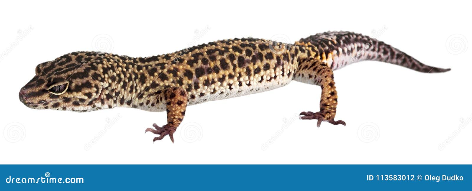 Lizard Animal Isolated on a White Background Stock Photo - Image of ...
