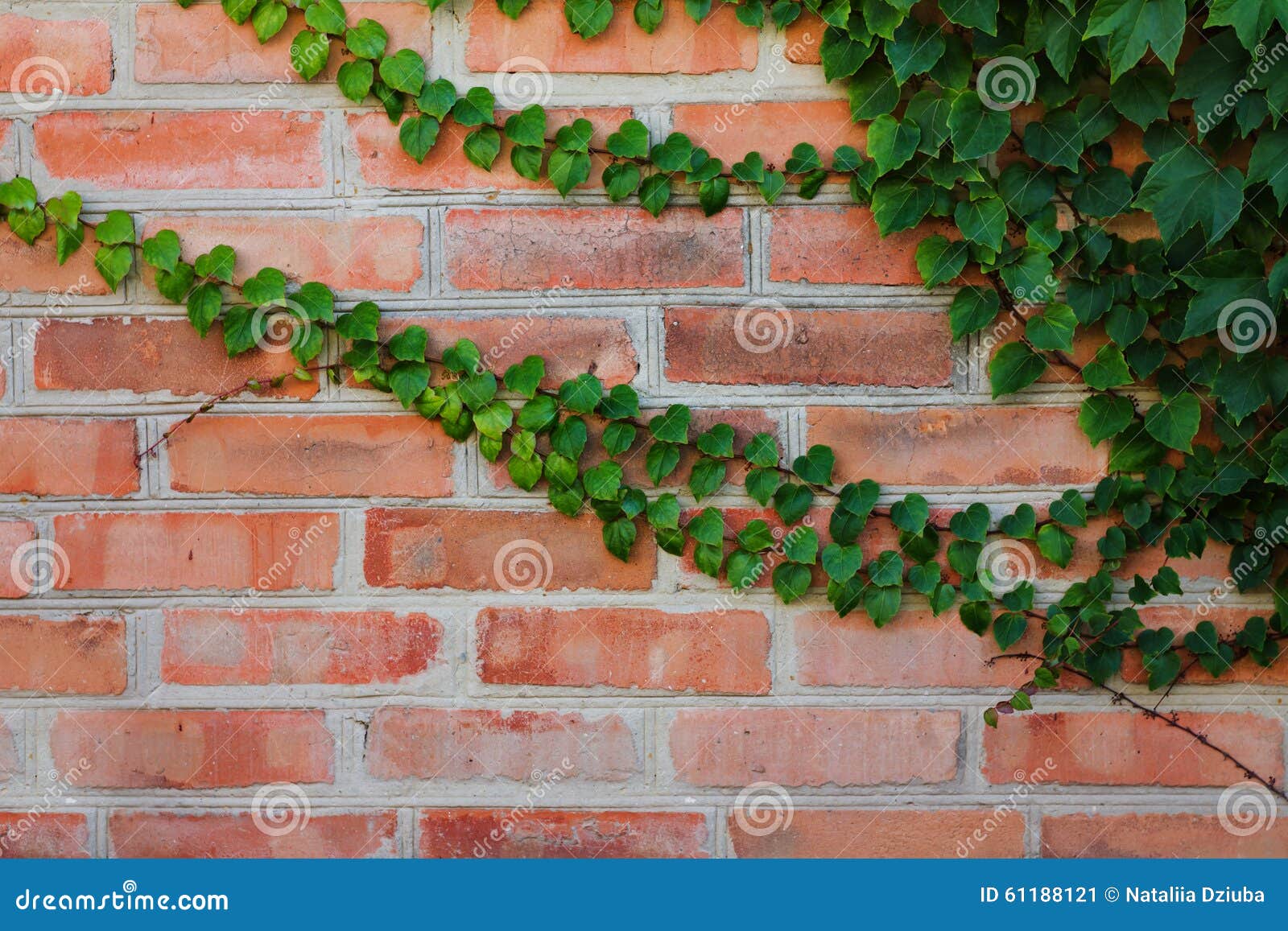 Background of Ivy-covered Brick Wall Stock Image - Image of wild ...