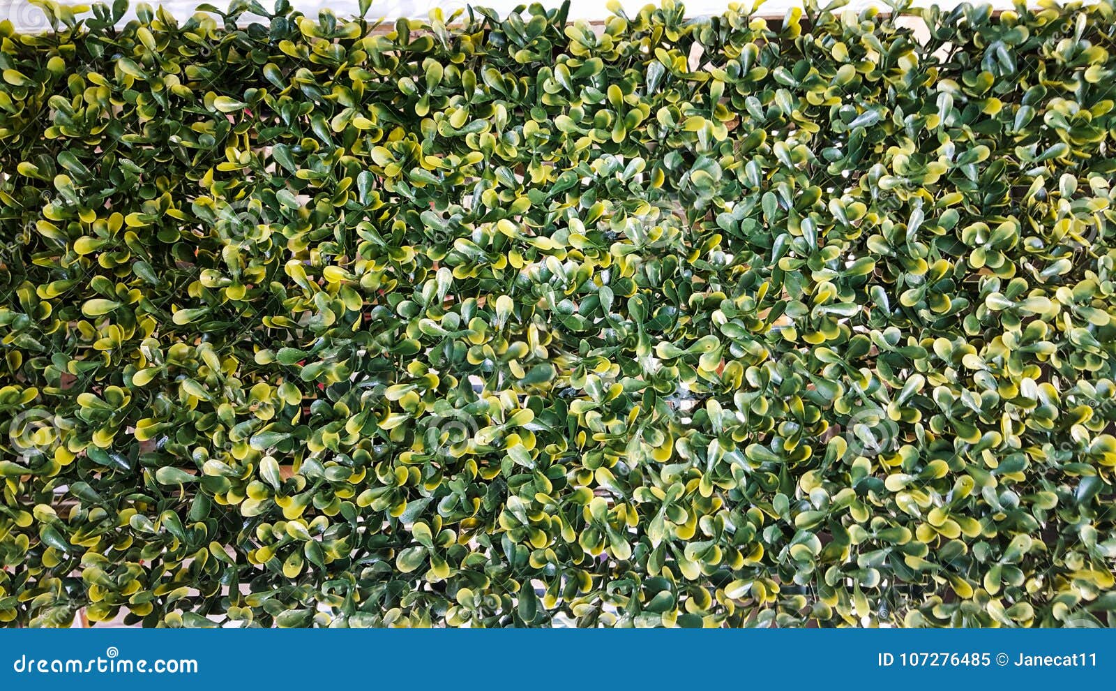 Ivy Wall Backdrop or Background or Wallpaper Stock Image - Image of ...