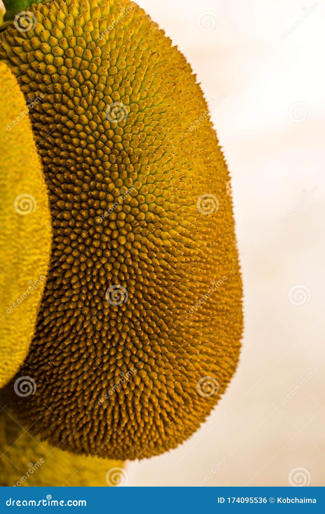Background of Jackfruit Texture Stock Photo - Image of macro, asia ...