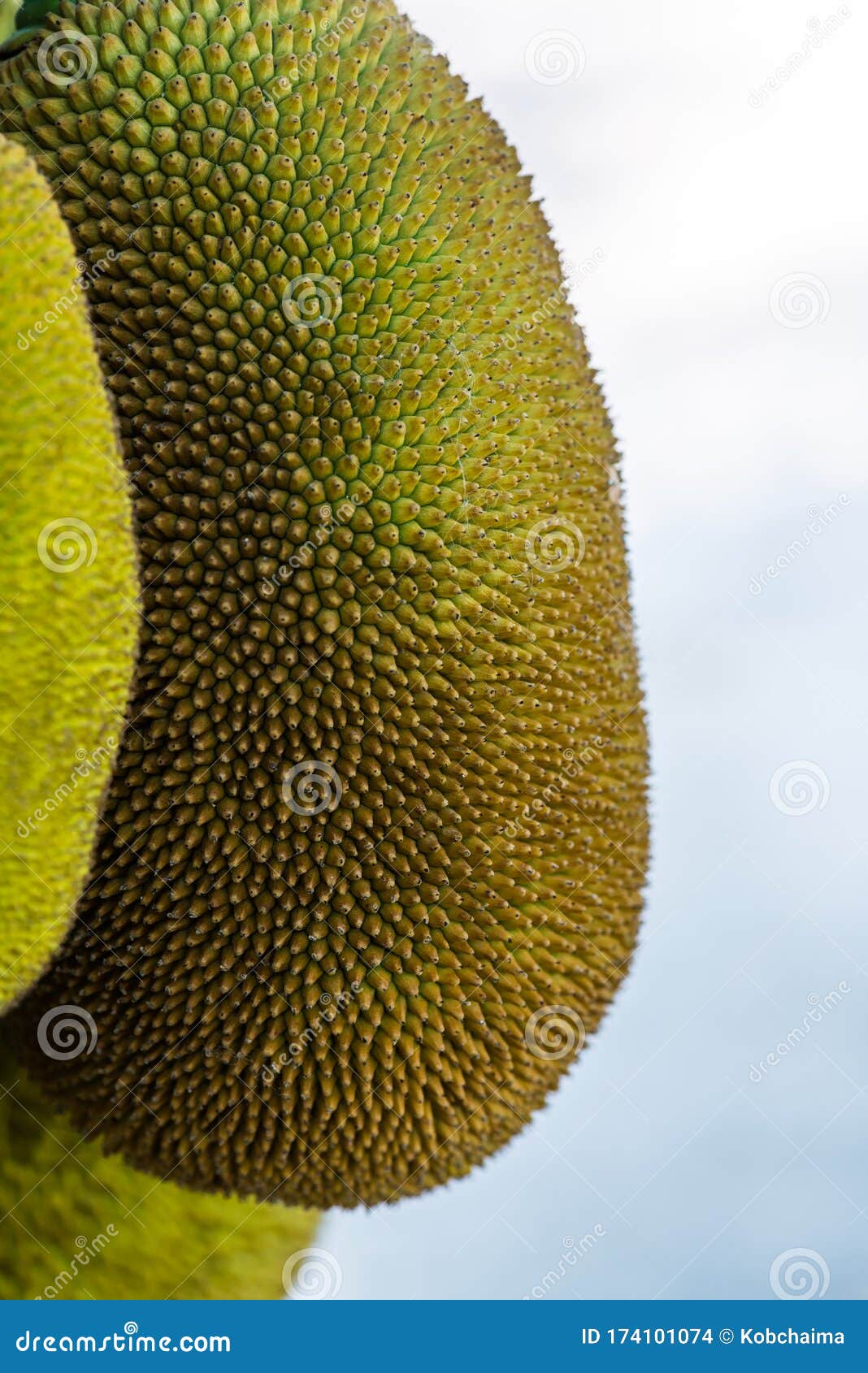 Background of Jackfruit Texture Stock Photo - Image of shell, jackfruit ...