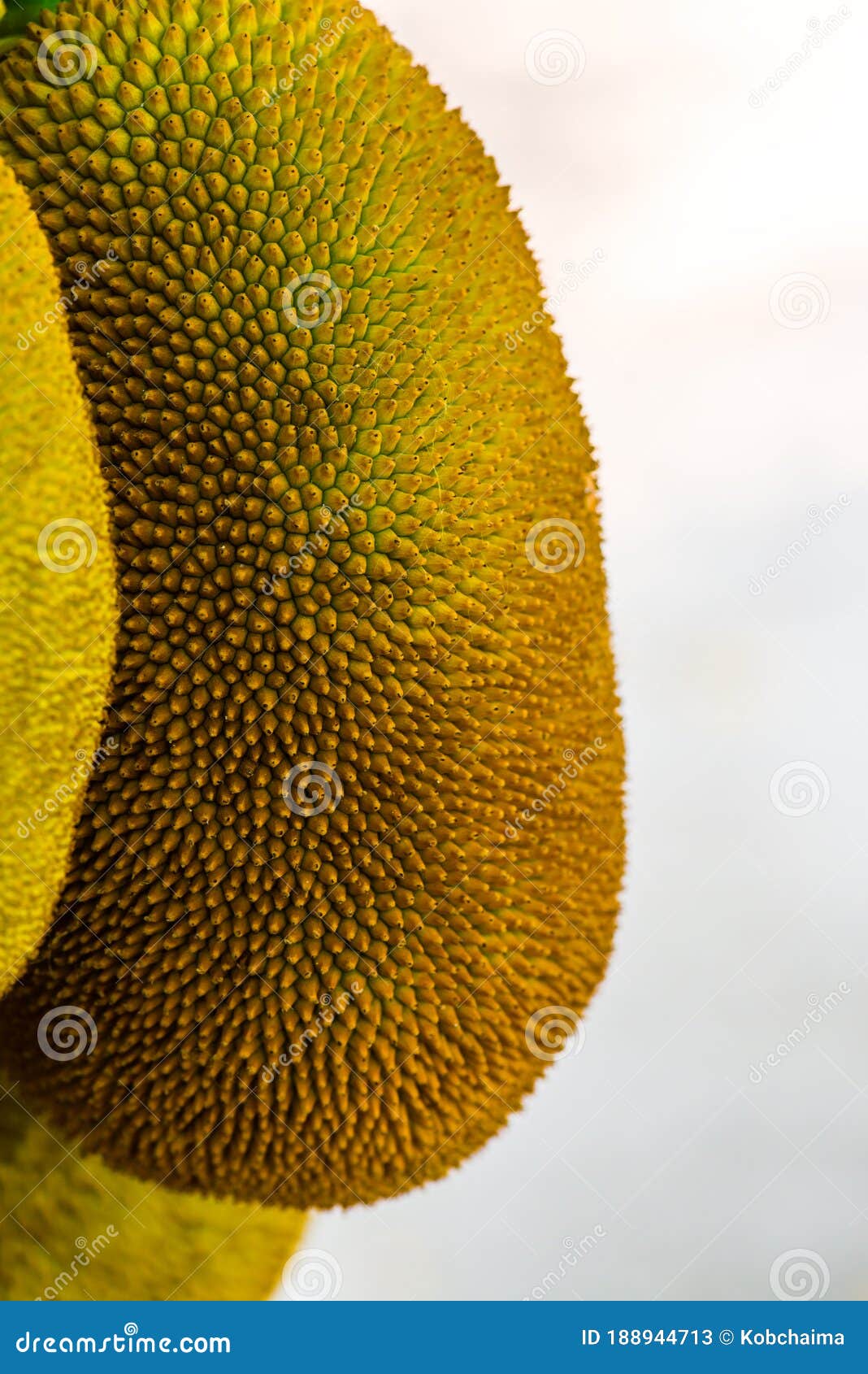 Background of Jackfruit Texture Stock Image - Image of rowing, closeip ...