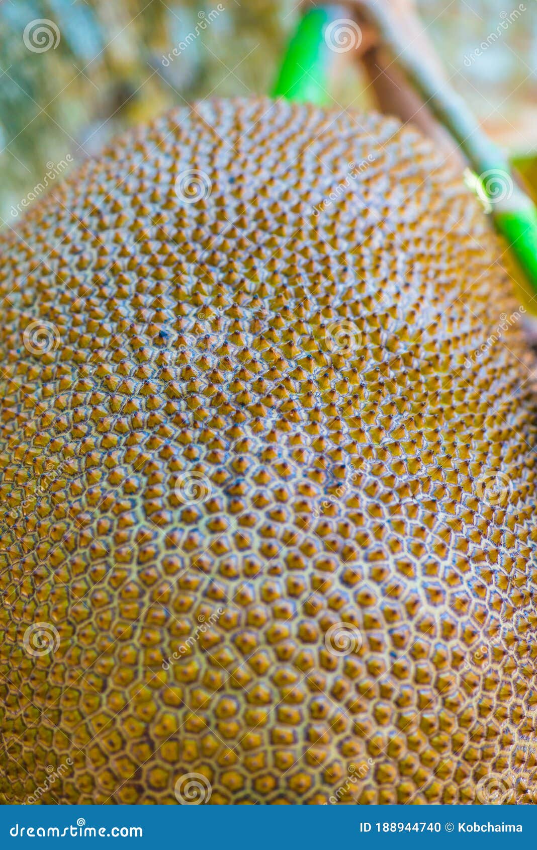 Background of Jackfruit Texture Stock Photo - Image of green, food ...