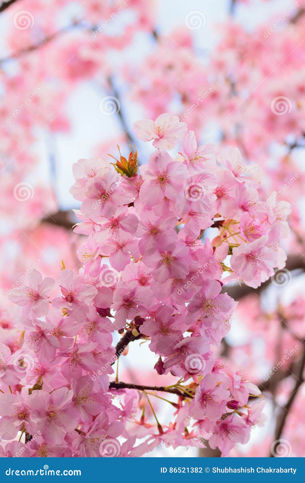 Background of Japanese Pink Cherry Blossoms in Vertical Frame Stock ...