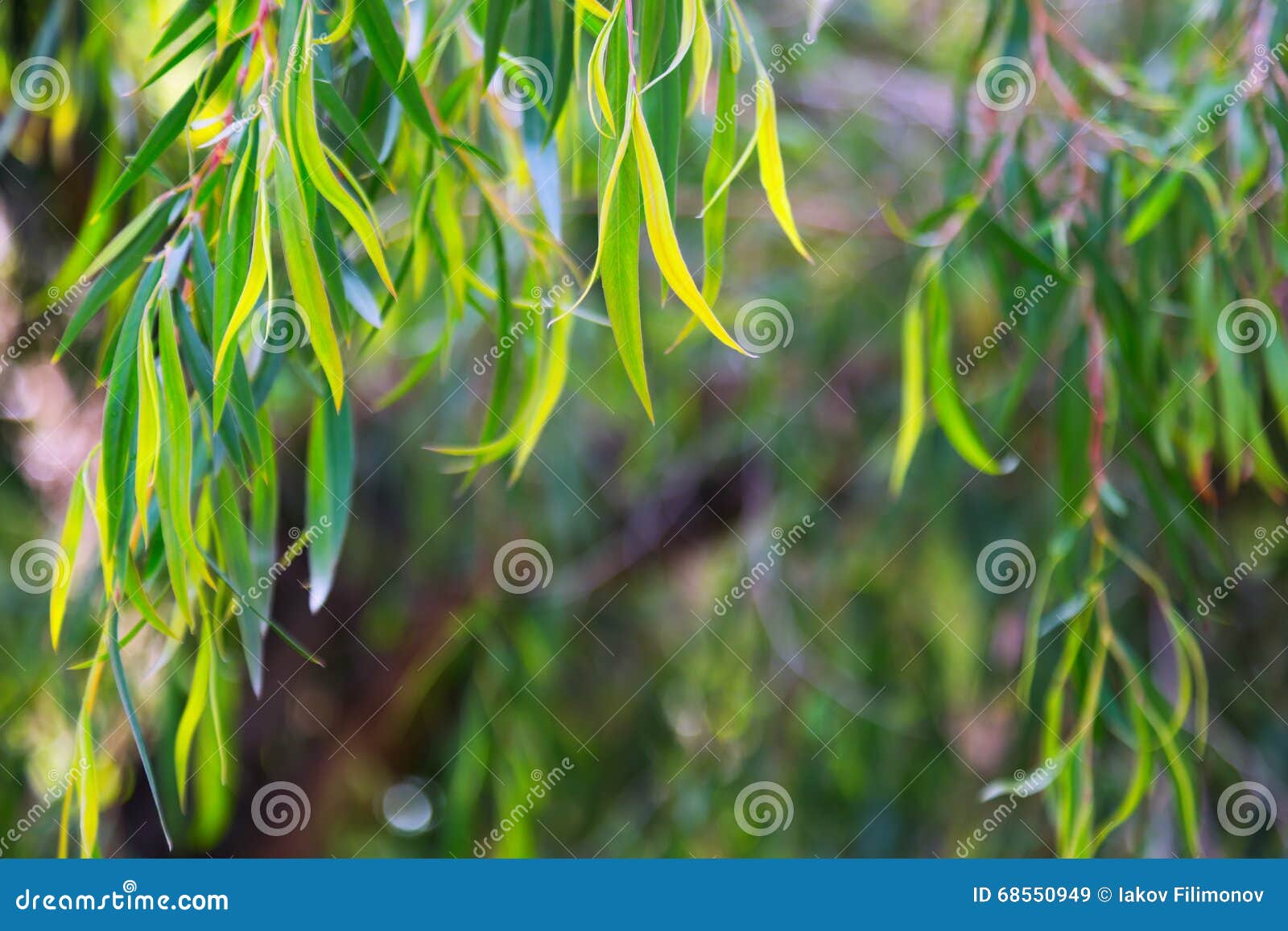 Background with Jarrah Leaves Stock Image - Image of globulus, flower ...