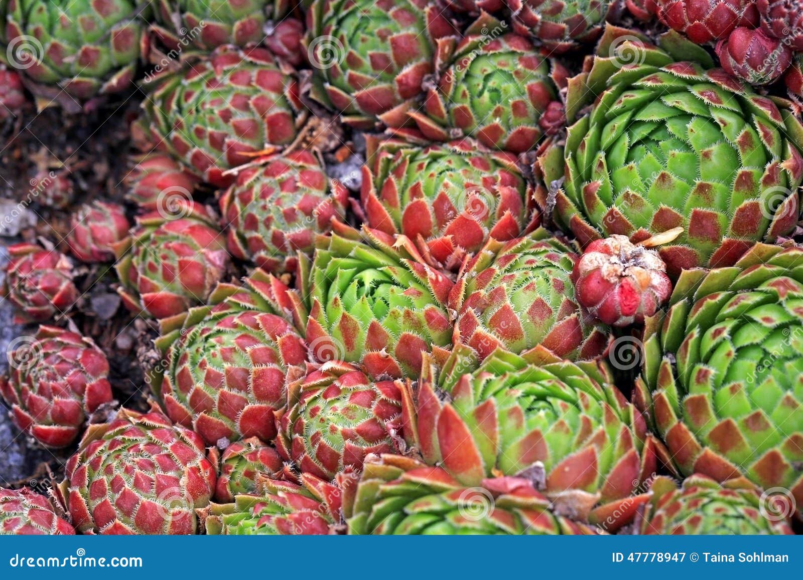 Background of Jovibarba Globifera Succulent or Hens and Chicks Stock ...
