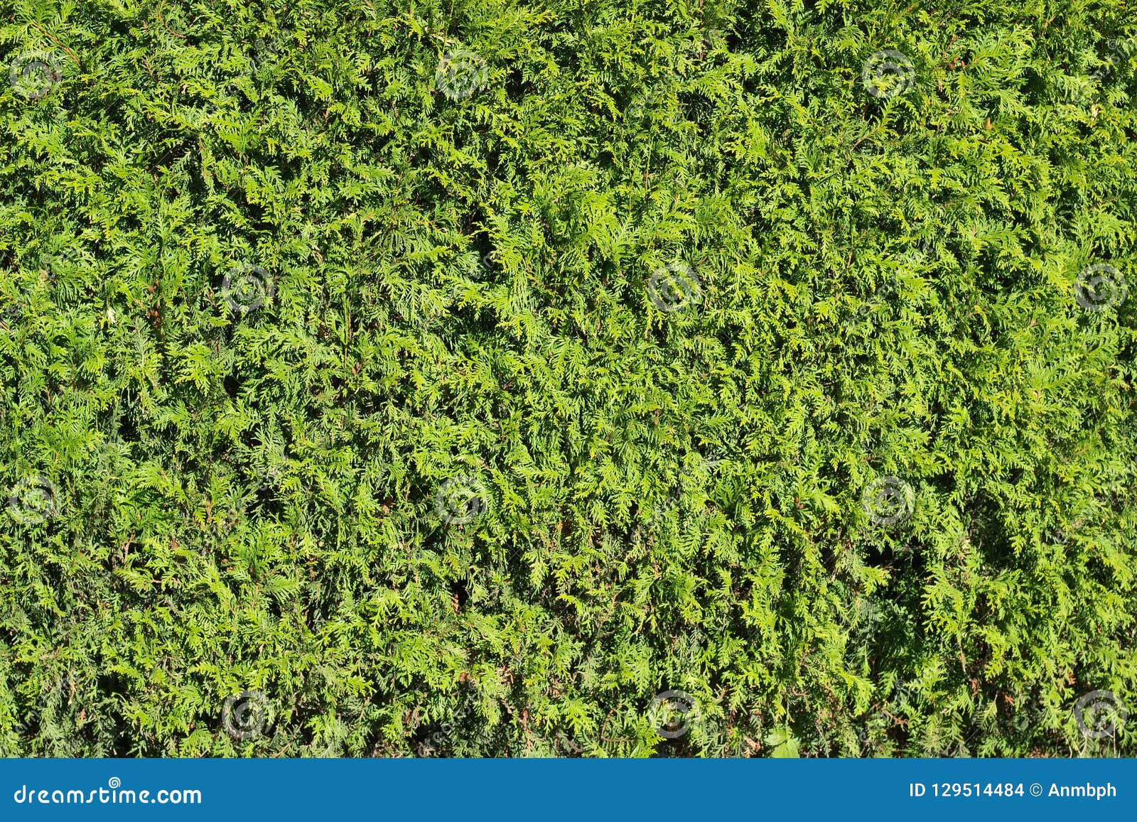 Background of the Junipers Shrubs Stock Photo - Image of fence, leaves ...