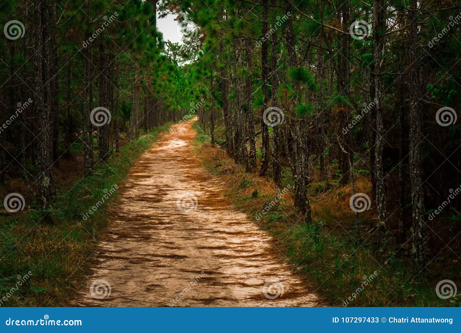 Background of Landsacpe Forest Path Pine Tree Stock Image - Image of ...
