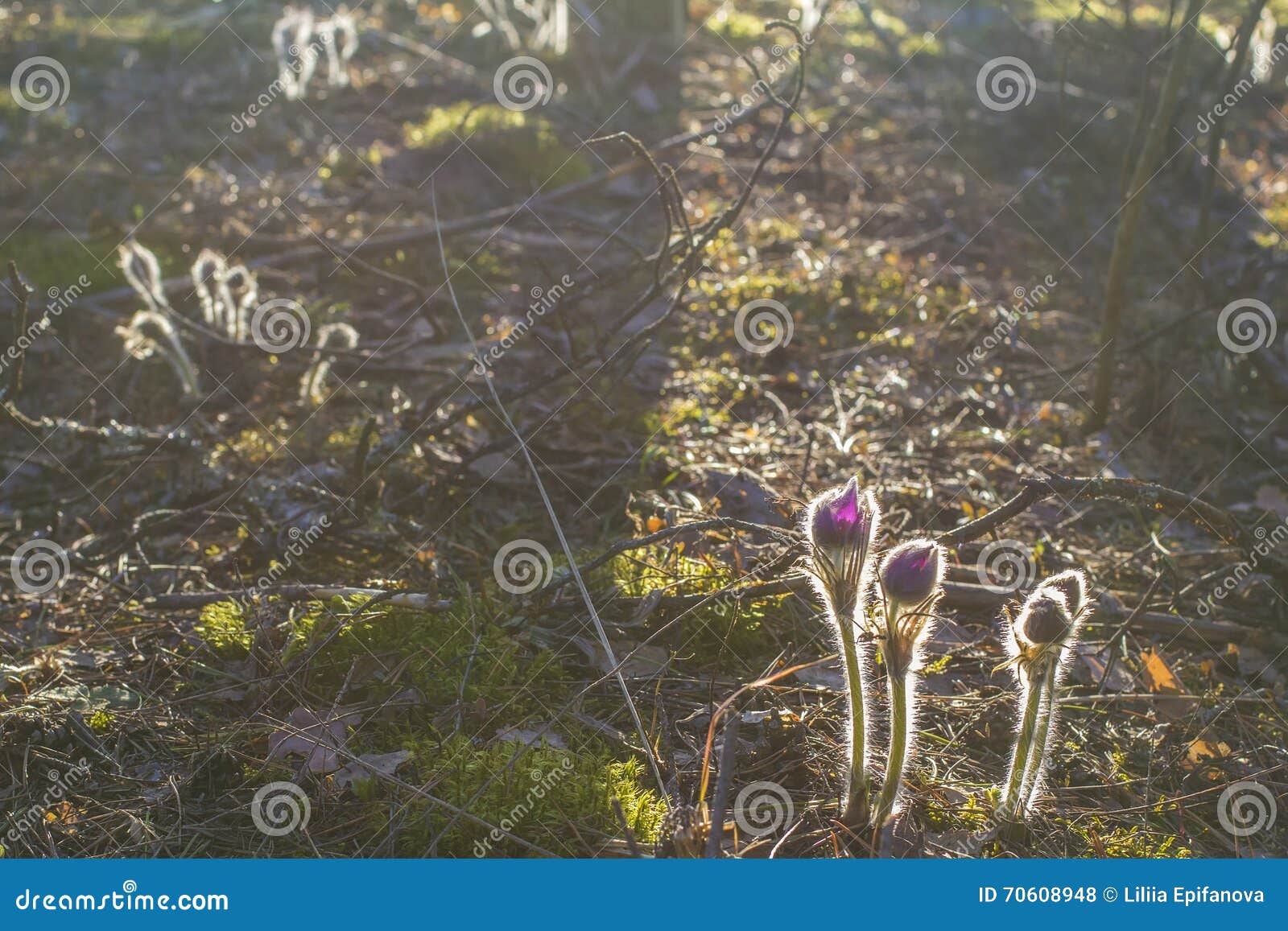 Background Landscape View Delicate Primroses Sleep-grass Stock Photo ...
