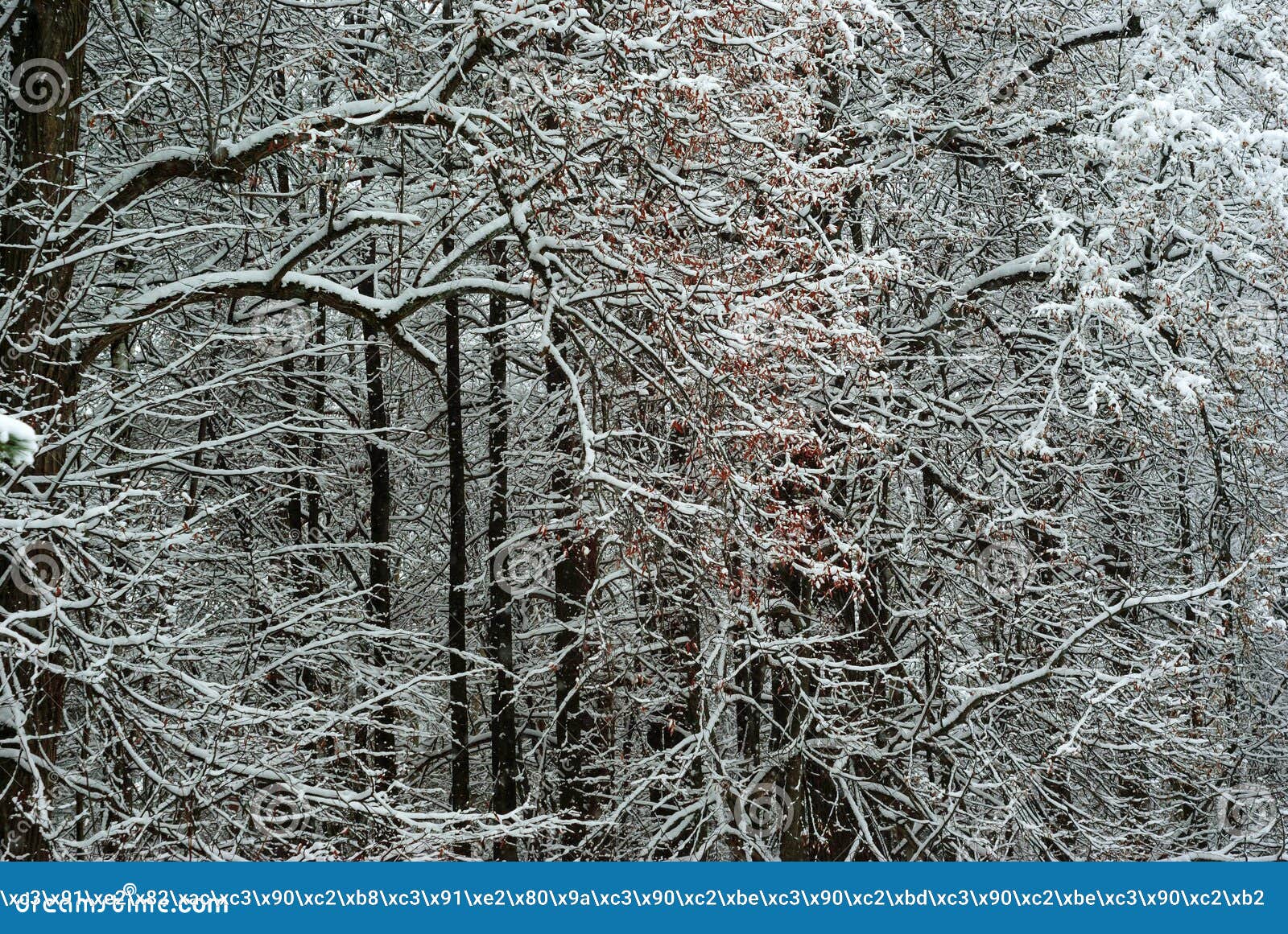 Winter Forest after Snowfall Stock Photo - Image of fable, park: 132190744
