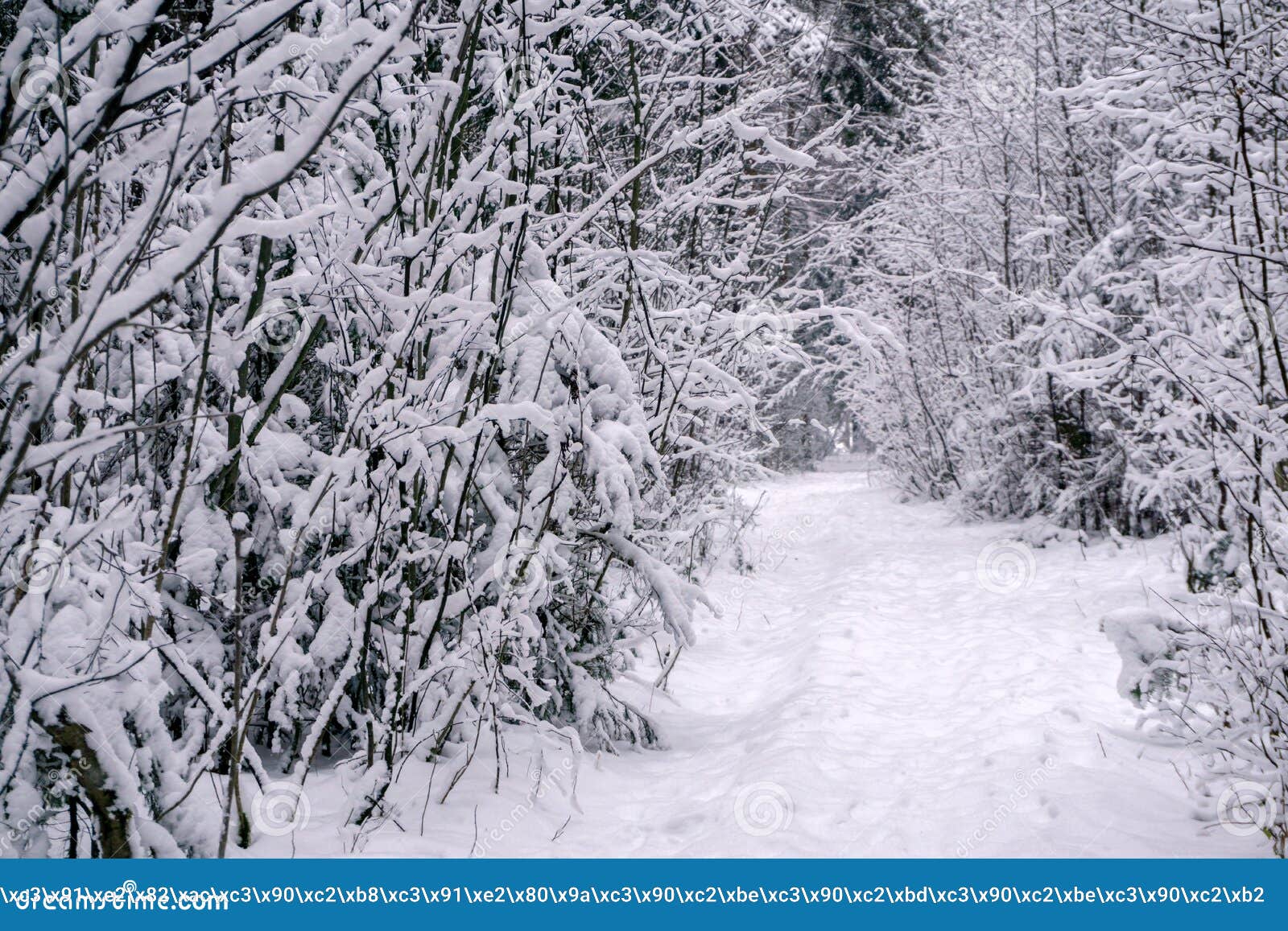 Winter Forest after Snowfall Stock Photo - Image of nature, berries ...