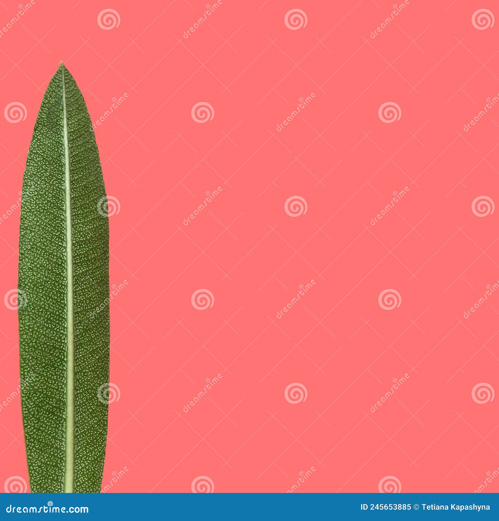 Background, Large , Green, Elongated Leave on the Left Side on an Pink ...