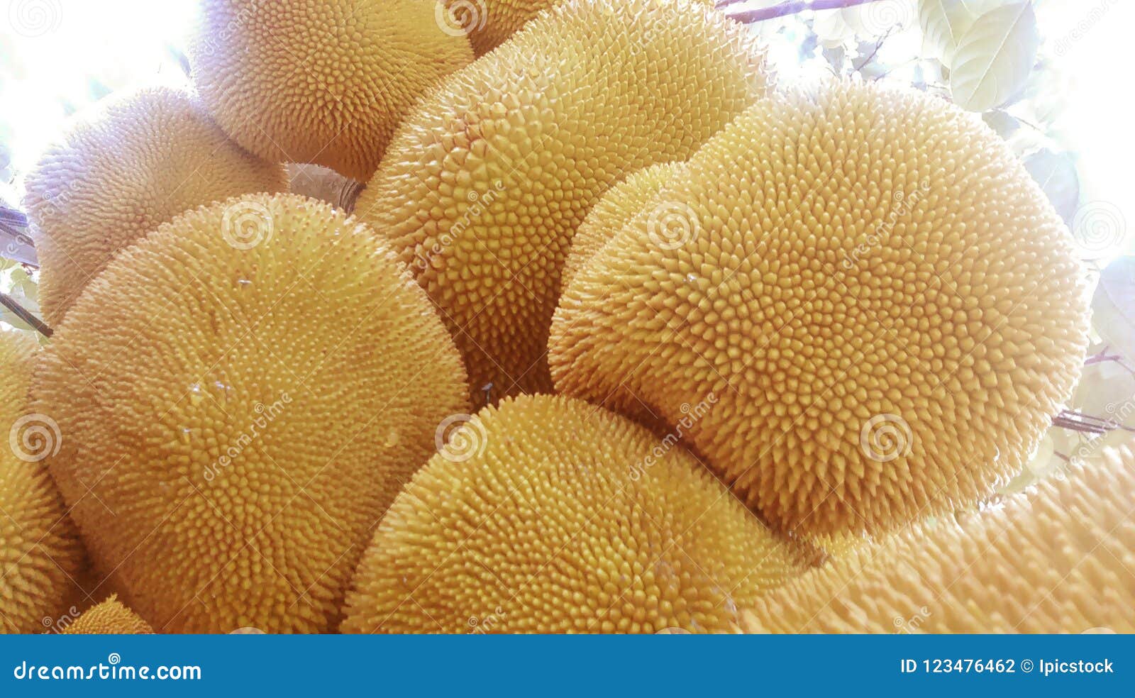 Background of Large Jackfruit 3 Stock Photo - Image of background ...