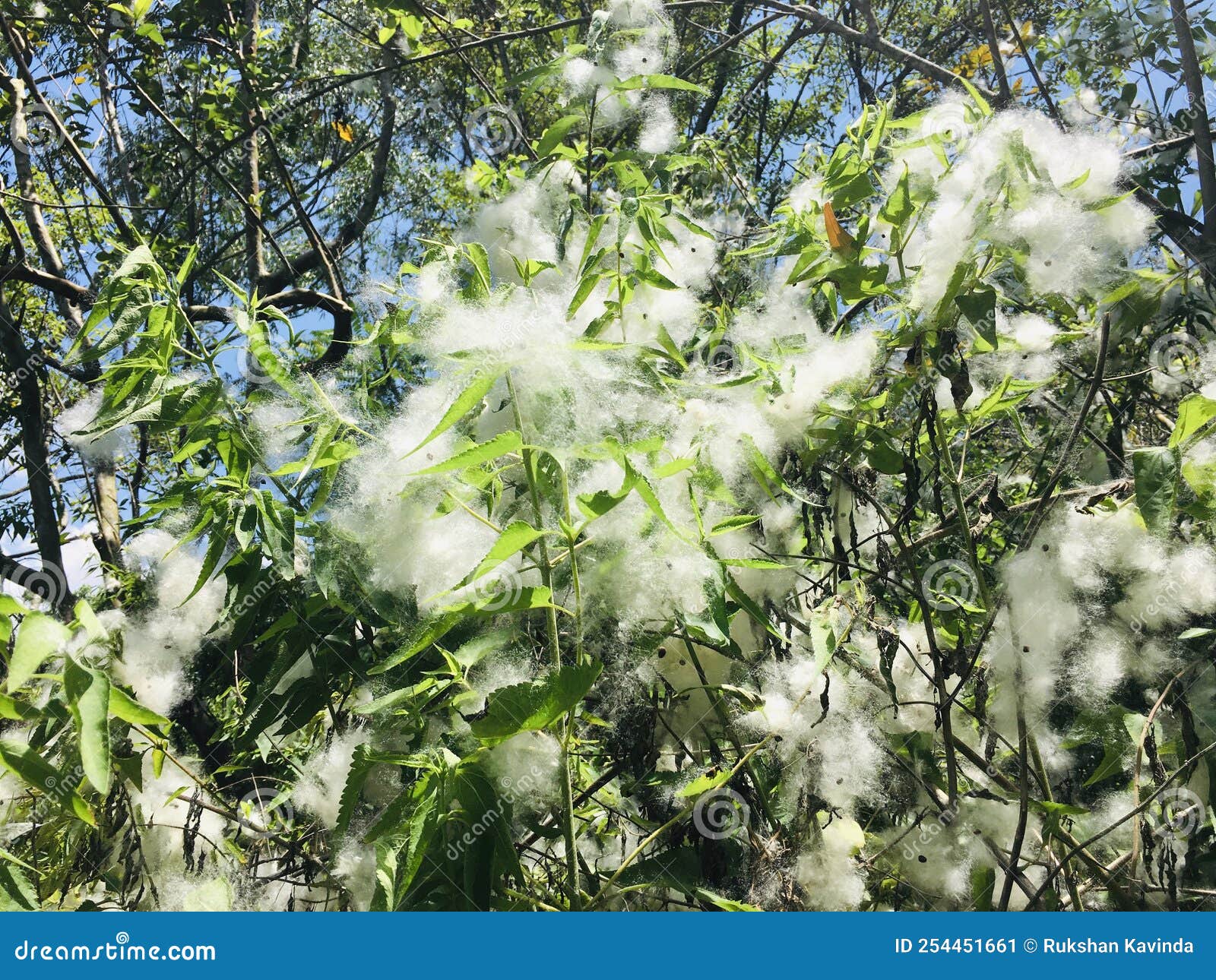 Kapok Tree in Full Bloom Background Stock Image - Image of shrub, large ...