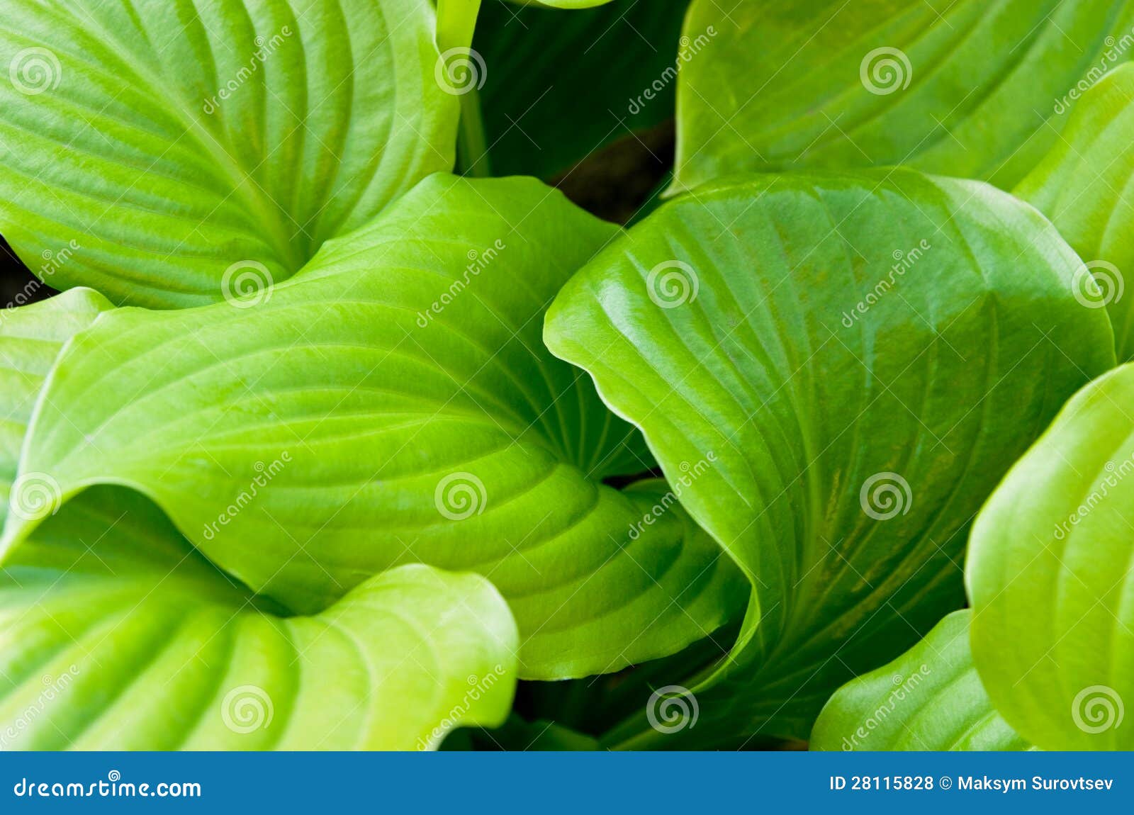 Background from the Large Leaves Stock Photo - Image of outdoors, lush ...