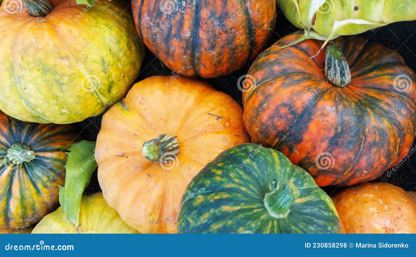 Background from Large Multi-colored Ripe Pumpkins Stock Photo - Image ...