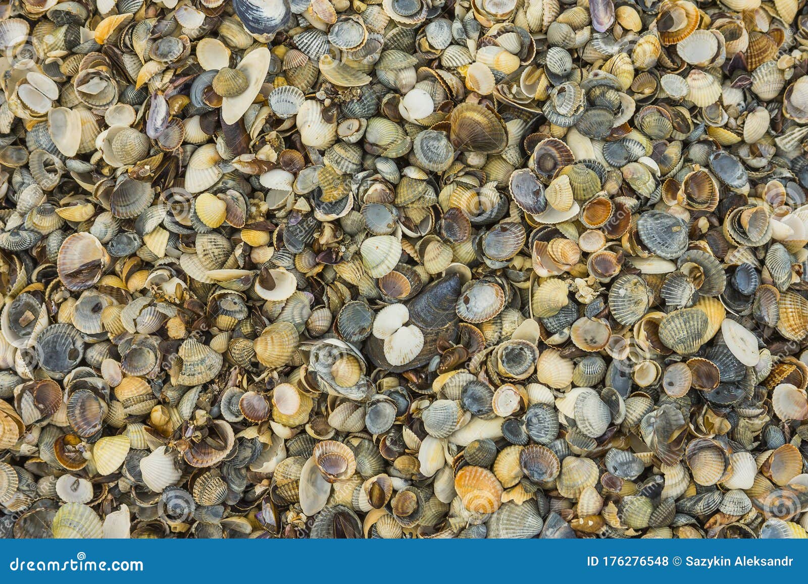 Background of a Large Number of Colorful Beautiful Sea Shells Close-up ...