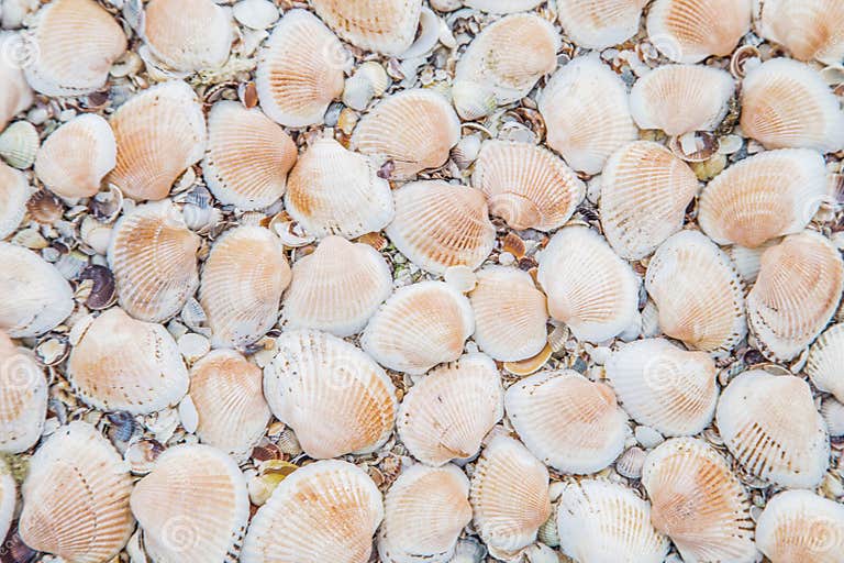 In the Background are Large Shells, Turned Upside Down on the Sand ...