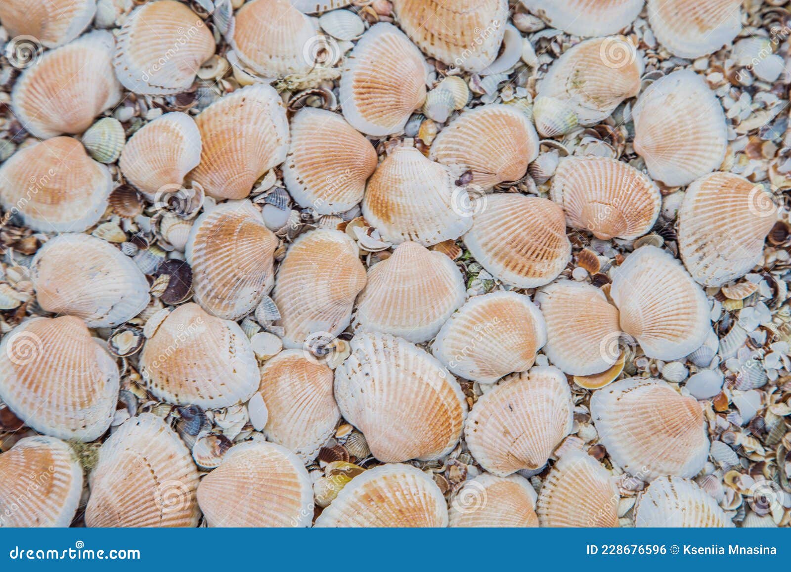 In the Background are Large Shells, Turned Upside Down on the Sand ...