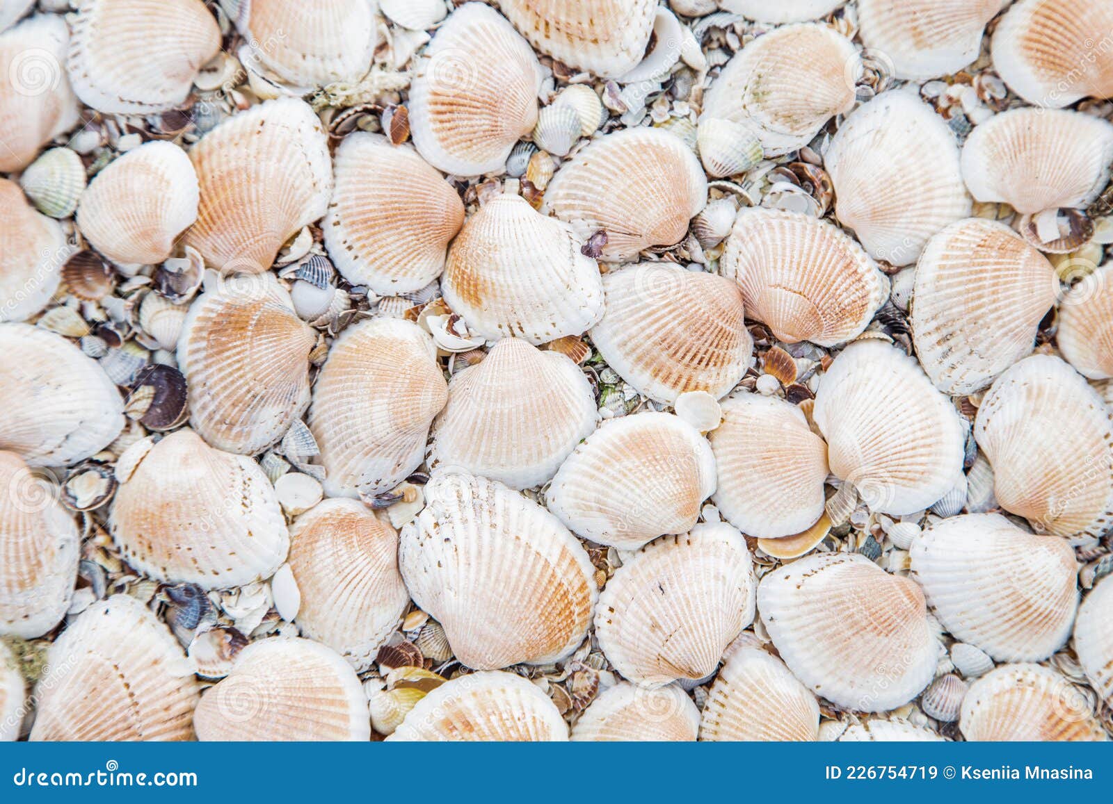 Background, Large Shells Turned Upside Down on the Sand Stock Image ...