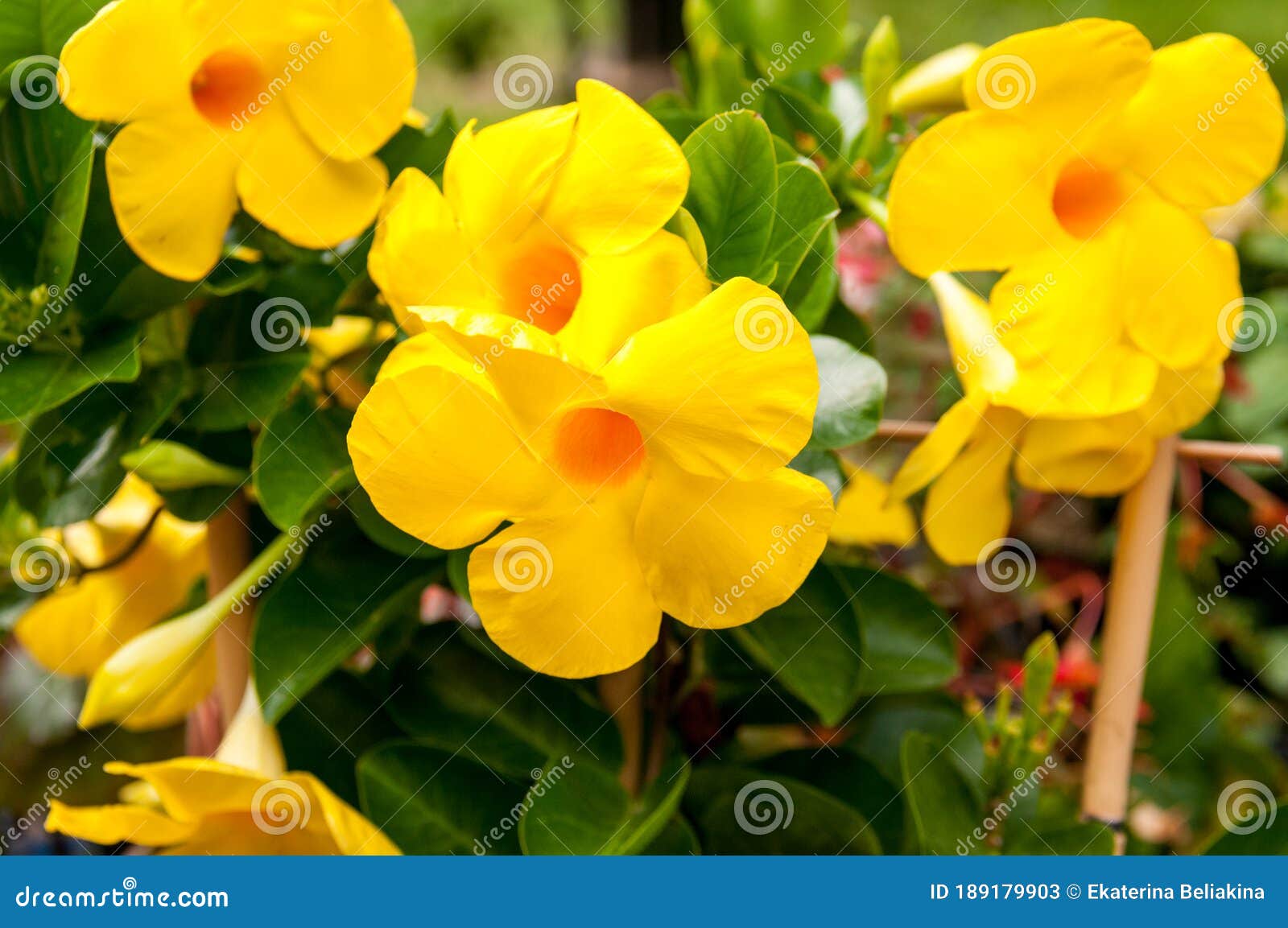 Background of Large Yellow Flowers Stock Image - Image of floral ...
