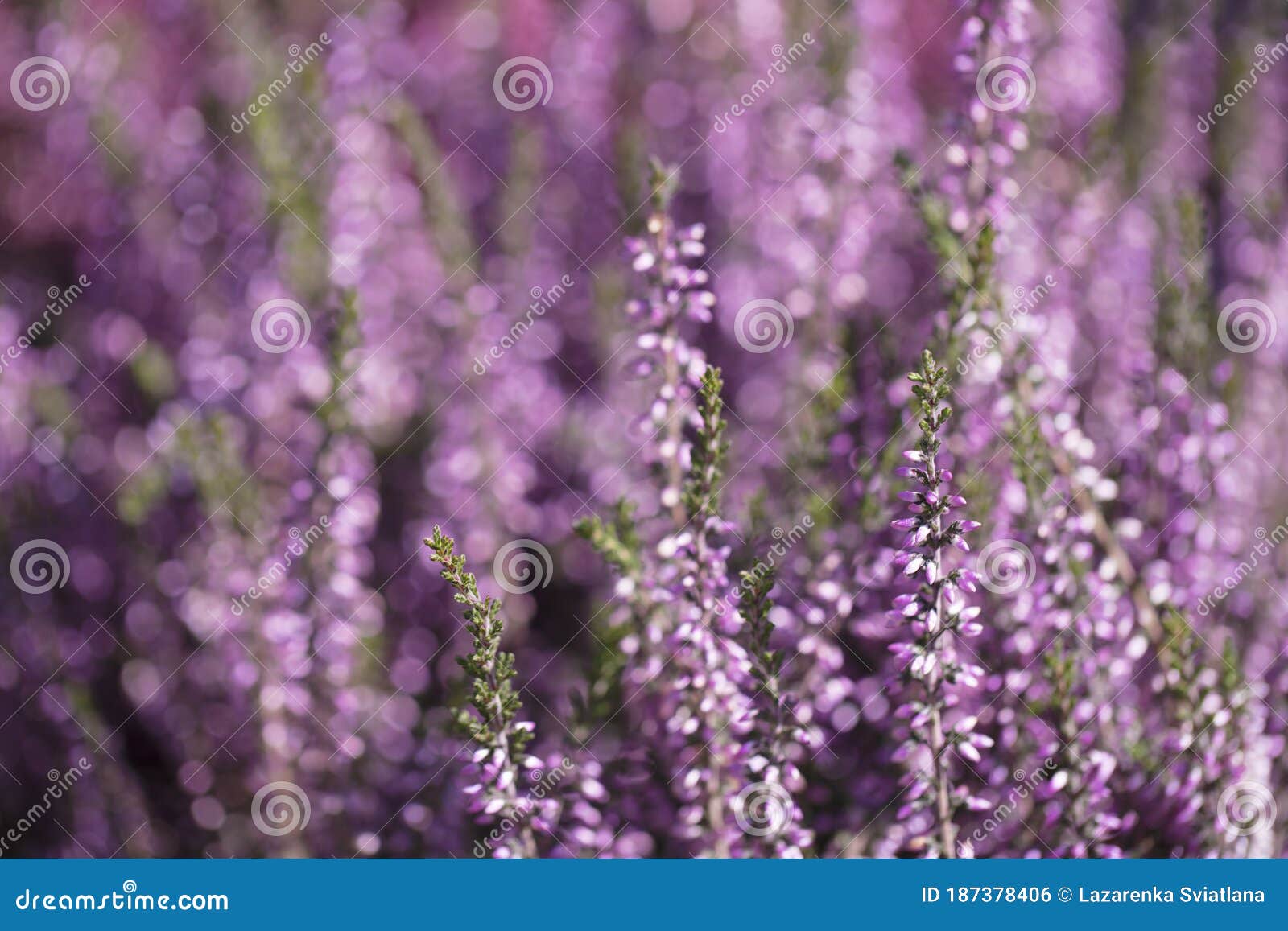 Purple flowers texture stock photo. Image of countryside - 187378406