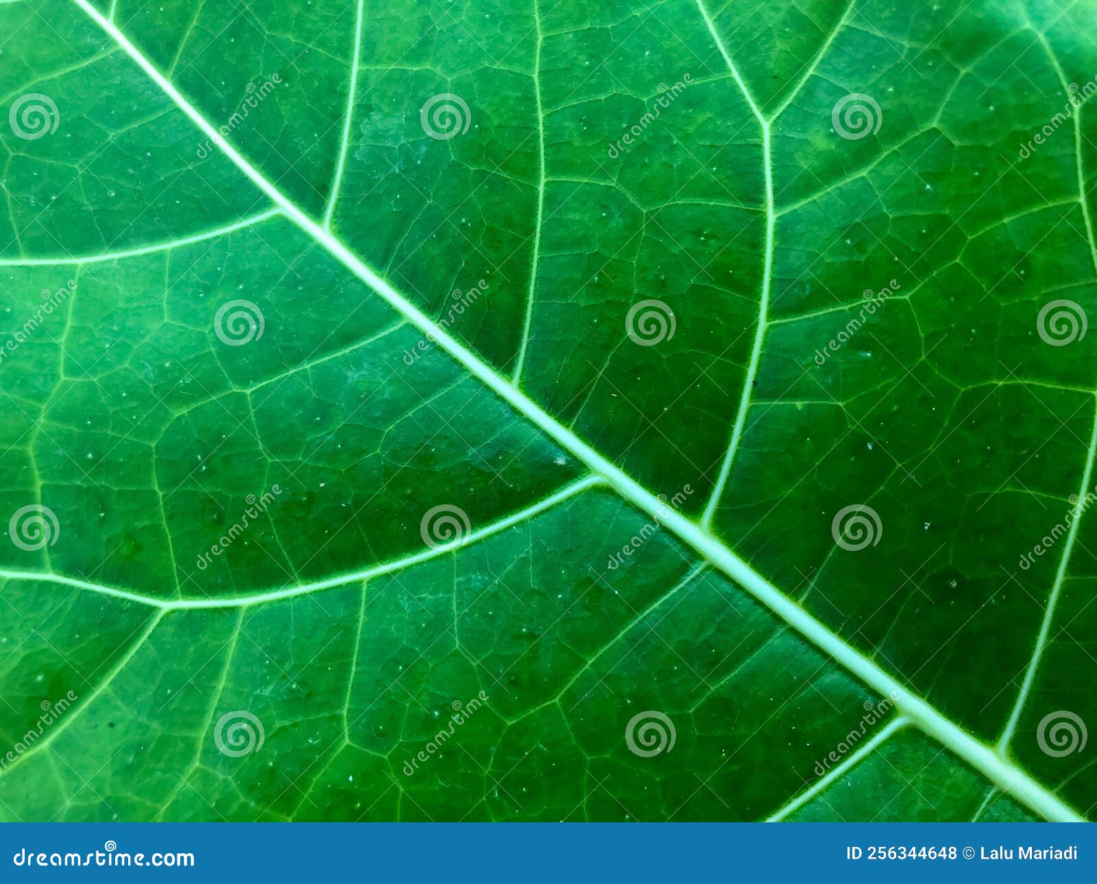 Background of Leaf Bone Texture and Pattern Stock Photo - Image of ...