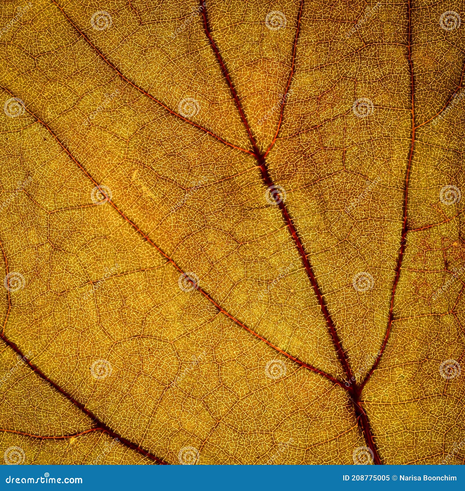 Leaf line background. stock image. Image of light, background - 208775005