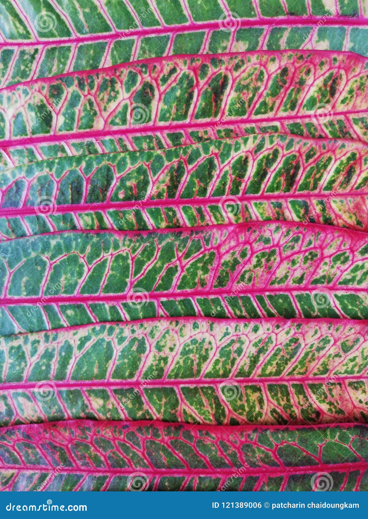 Leaf of Garden Croton or Codiaeum Stock Photo - Image of concept ...
