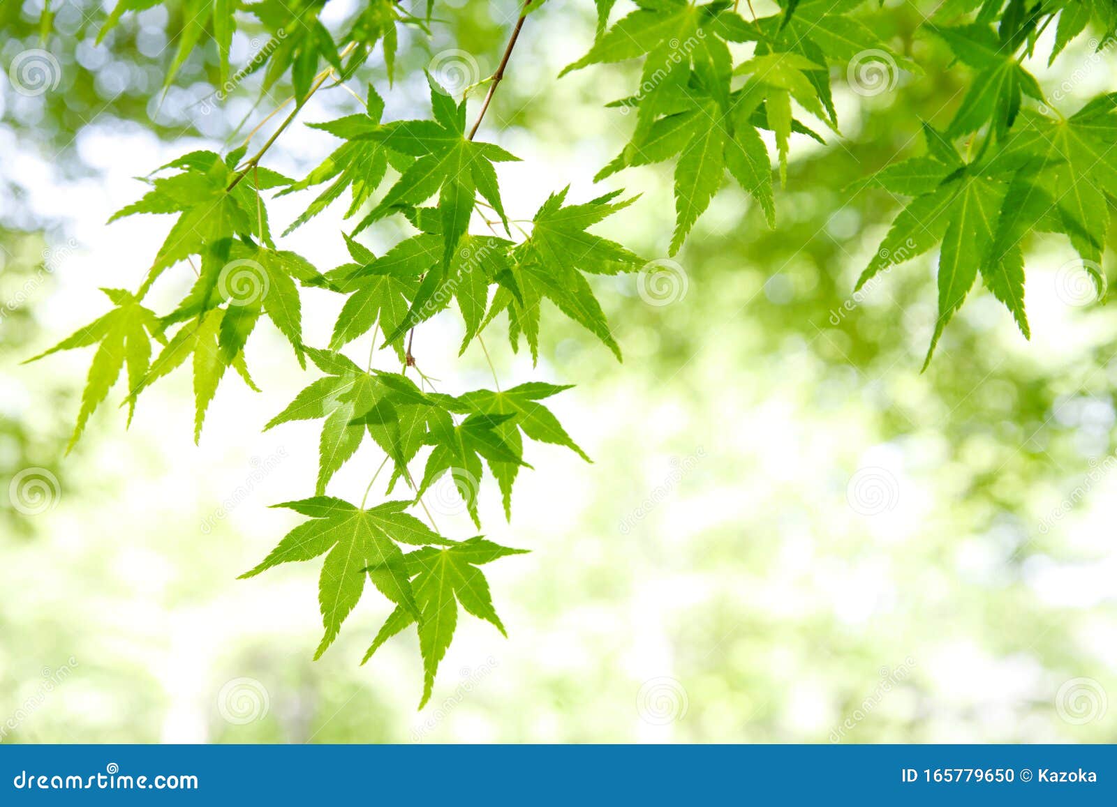 Background of Leaf Japanese Stock Photo - Image of beauty, beautiful ...