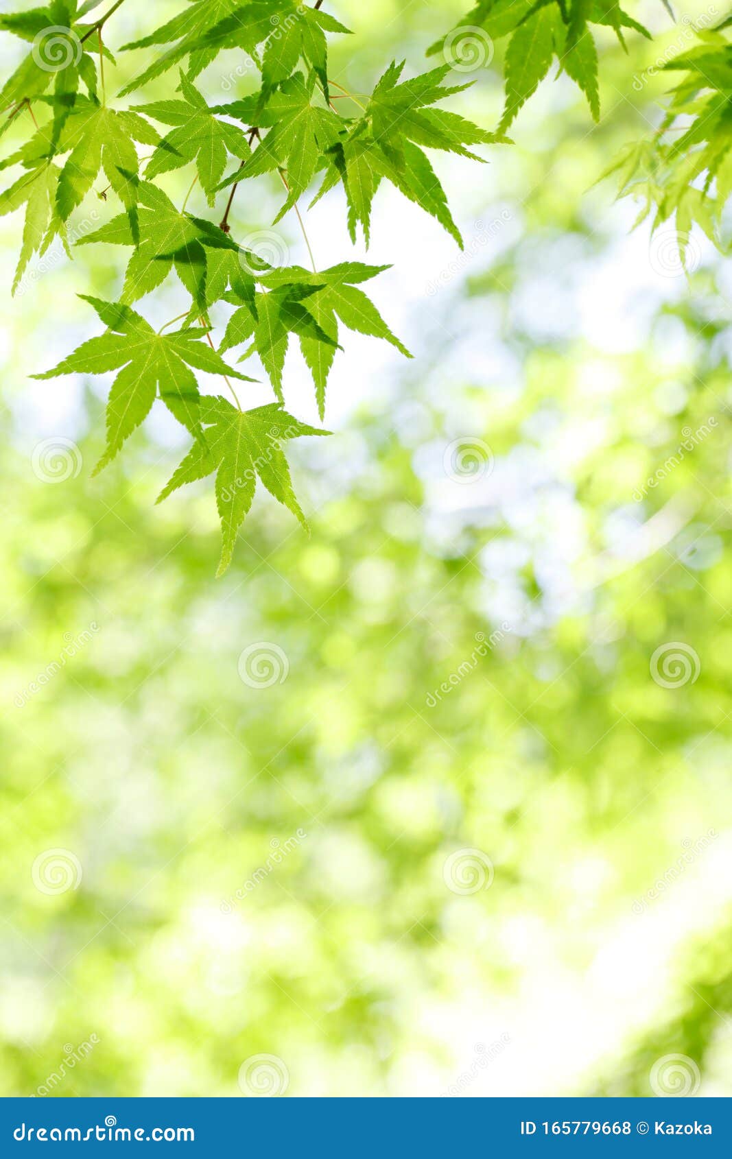 Background of Leaf Japanese Stock Photo - Image of banner, brochures ...