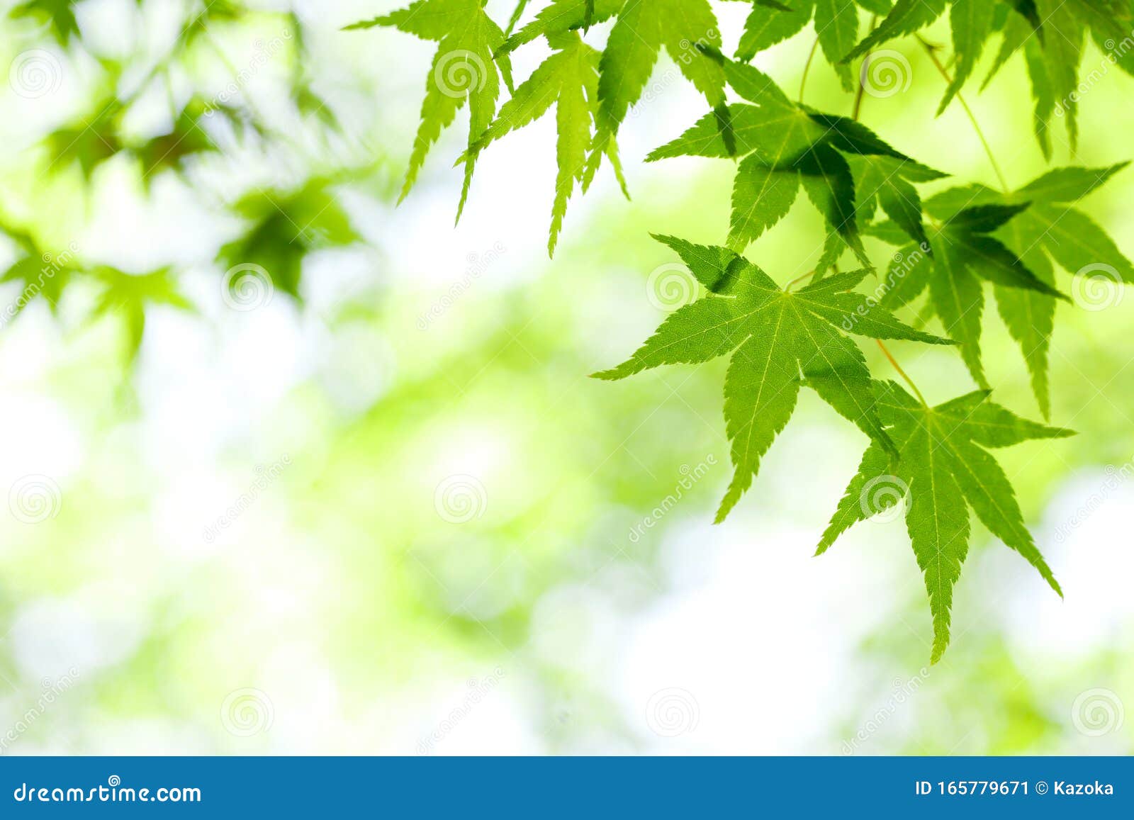 Background of Leaf Japanese Stock Image - Image of background, banner ...