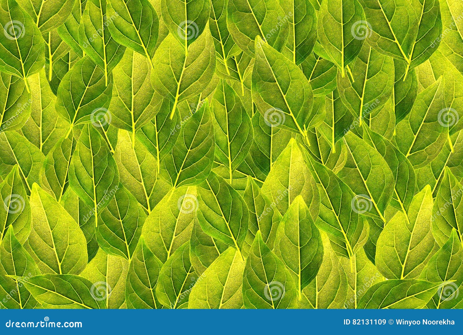 Background of leaf. stock image. Image of botany, foliage - 82131109