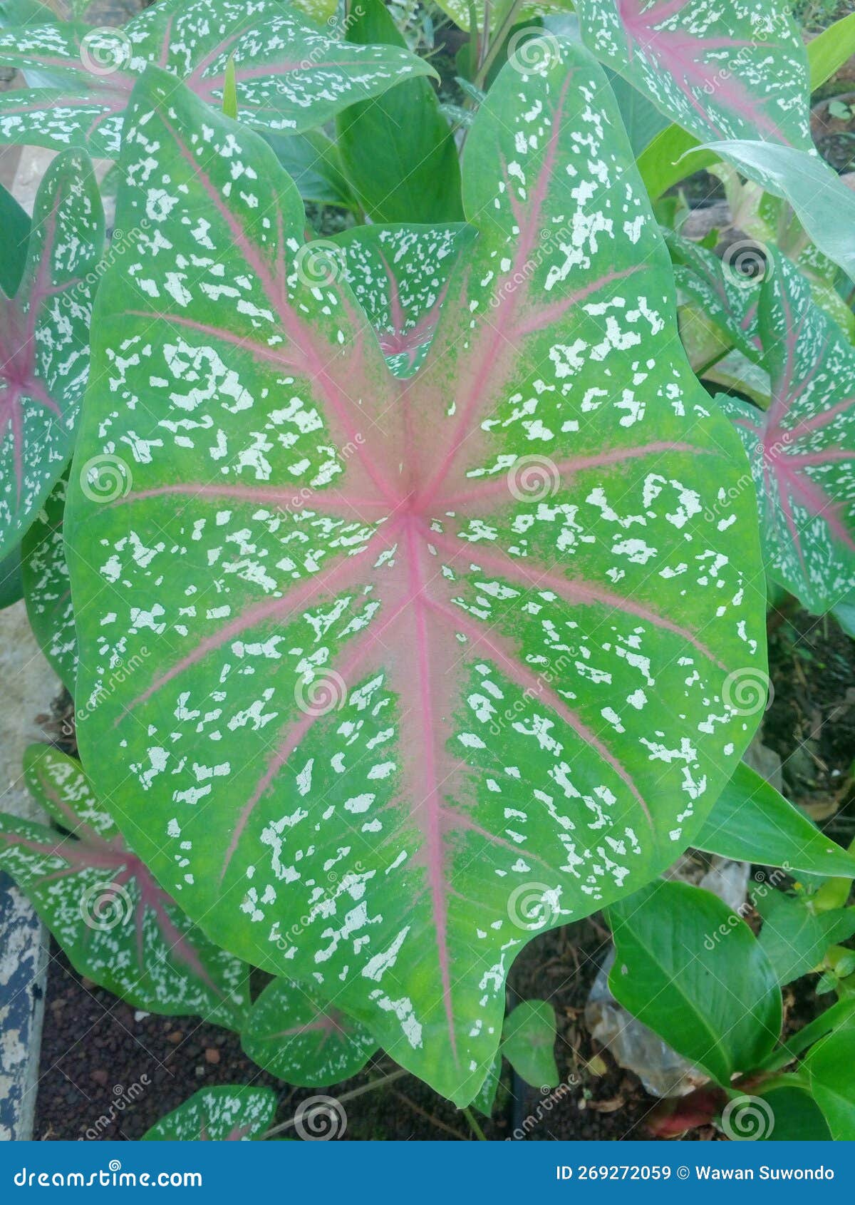 Background of a Leaf with Red Spines Stock Image - Image of produce ...
