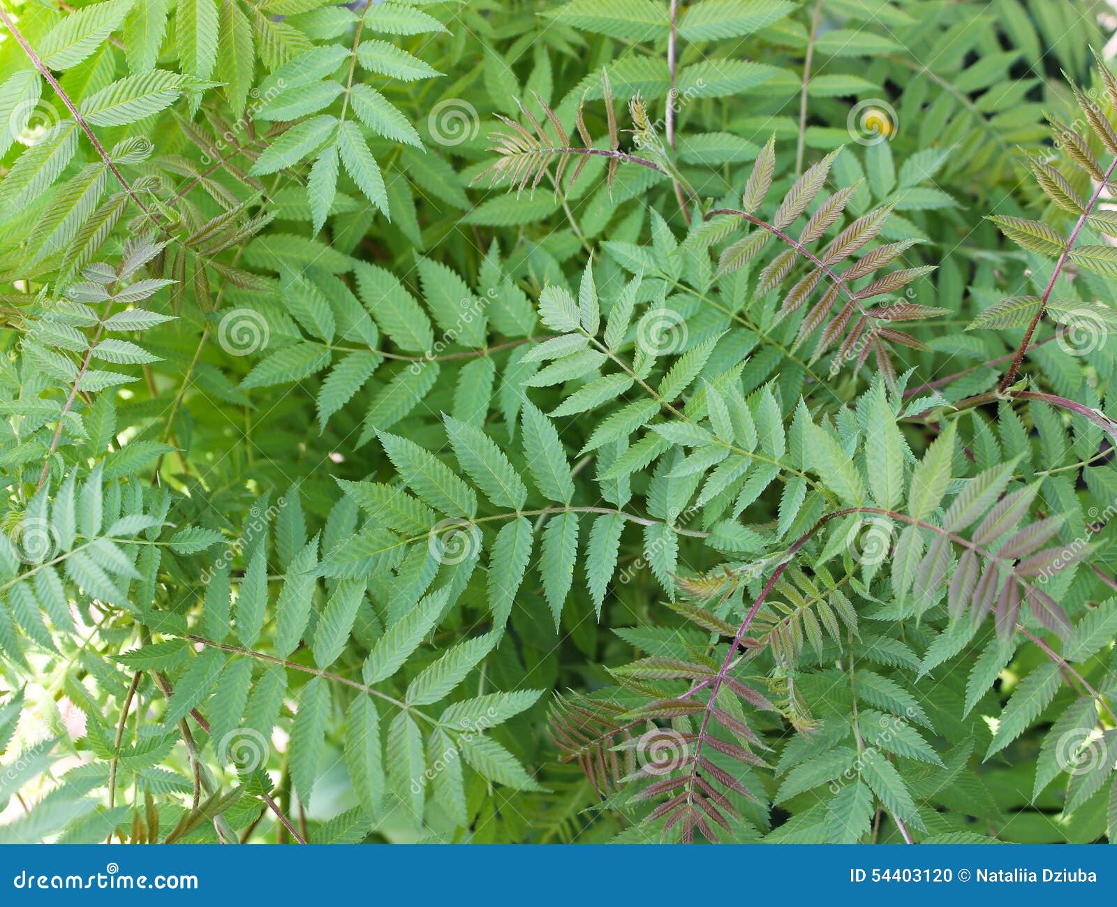 Background from Leaves of Acacia Stock Photo - Image of tree, green ...