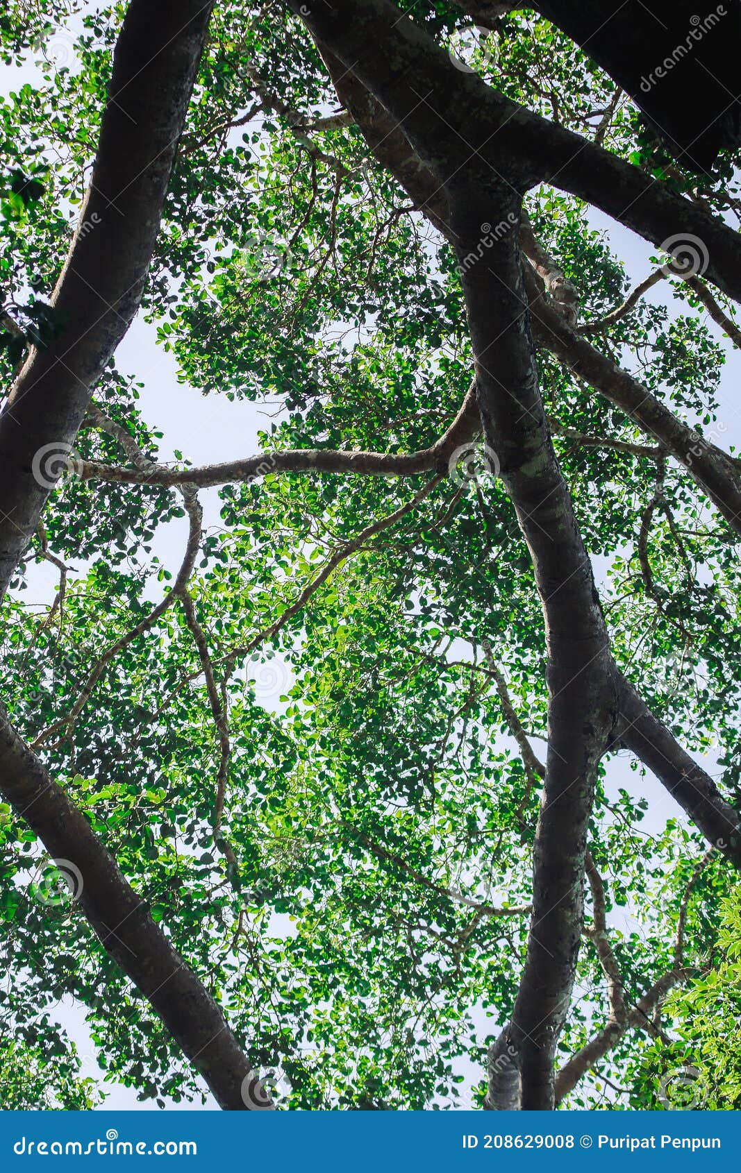 Background Leaves on the Branches of the Big Trees Stock Photo - Image ...