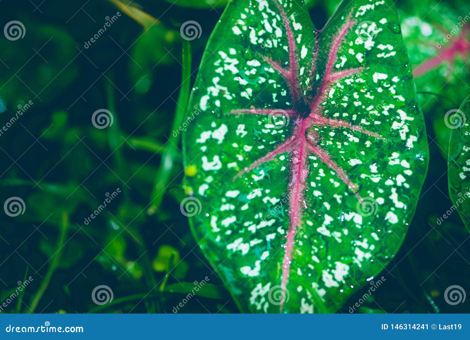Background Leaves Green. Caladium Leaf Stock Image - Image of detail ...