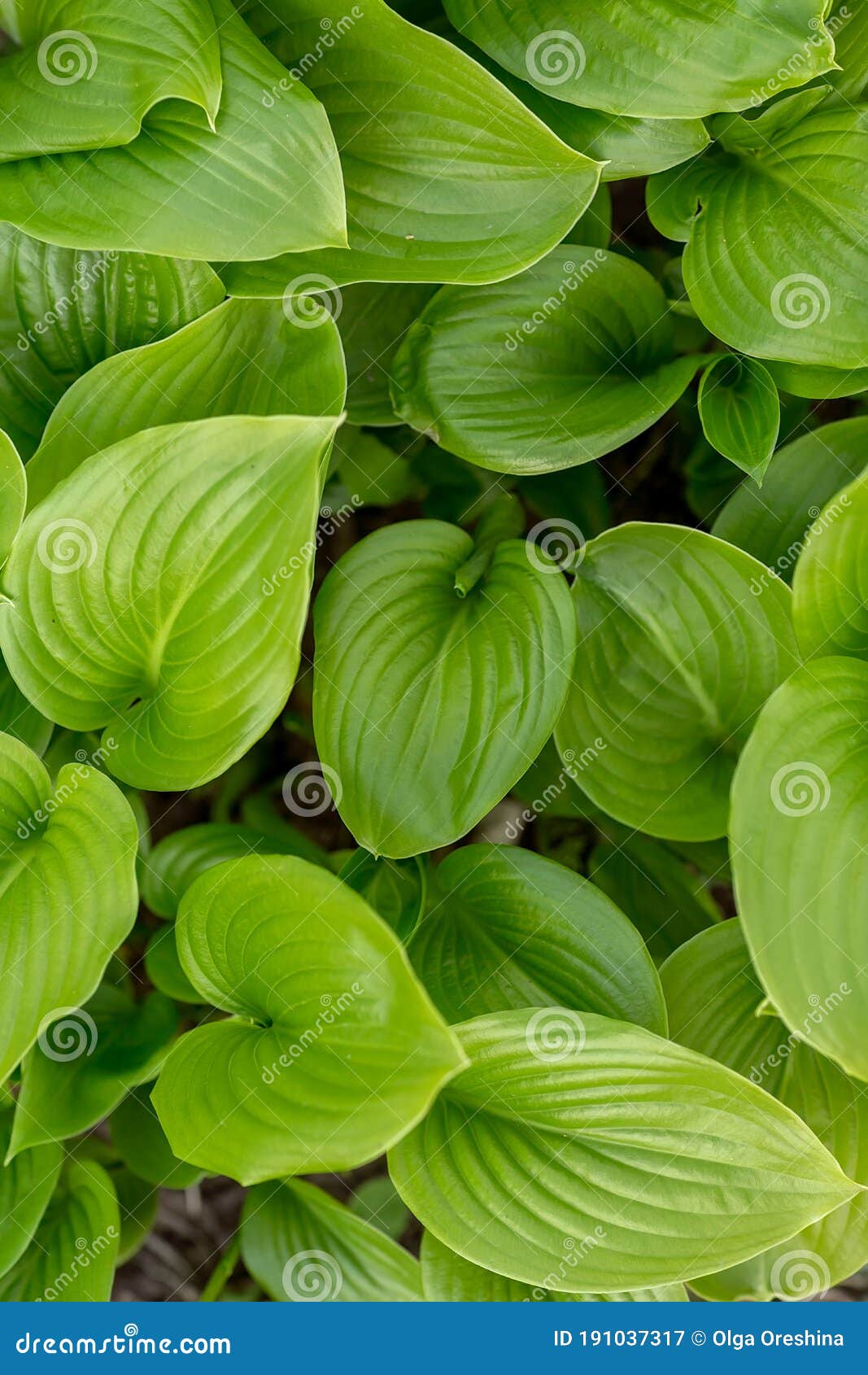 Background with Leaves of Hosts Stock Image - Image of texture, green ...