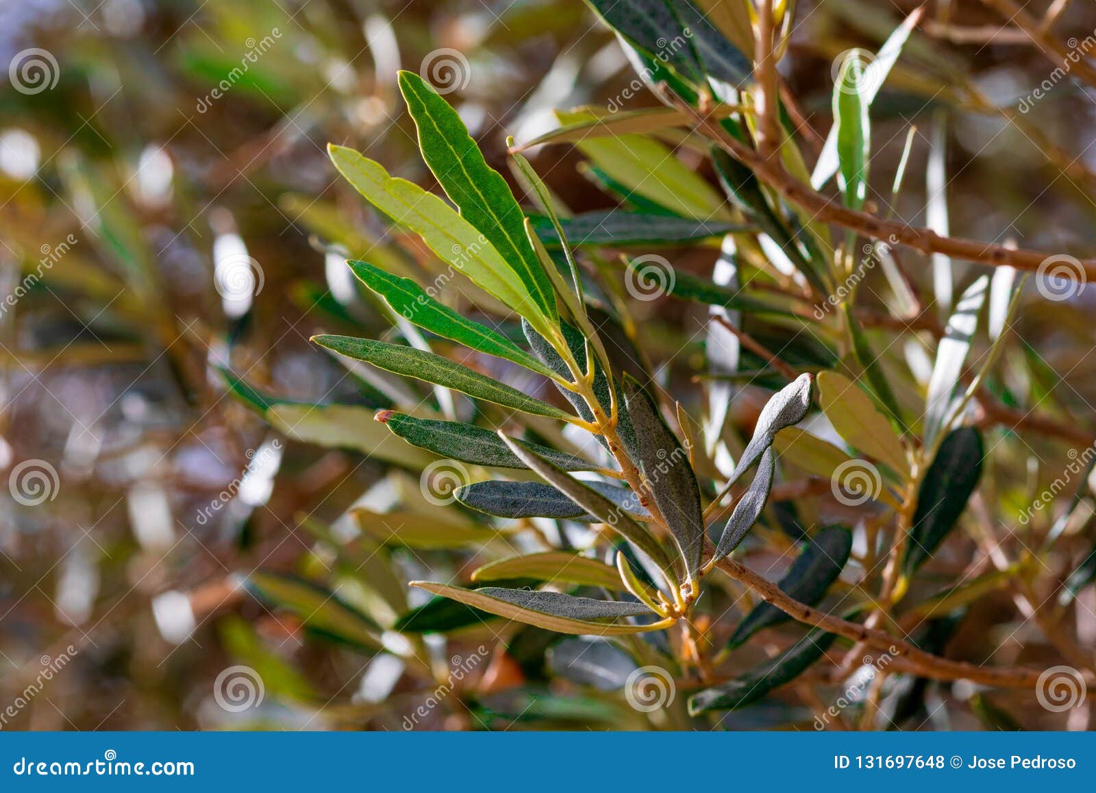 Background of Leaves, Stems and Branches of the Olive Tree. Defocused ...
