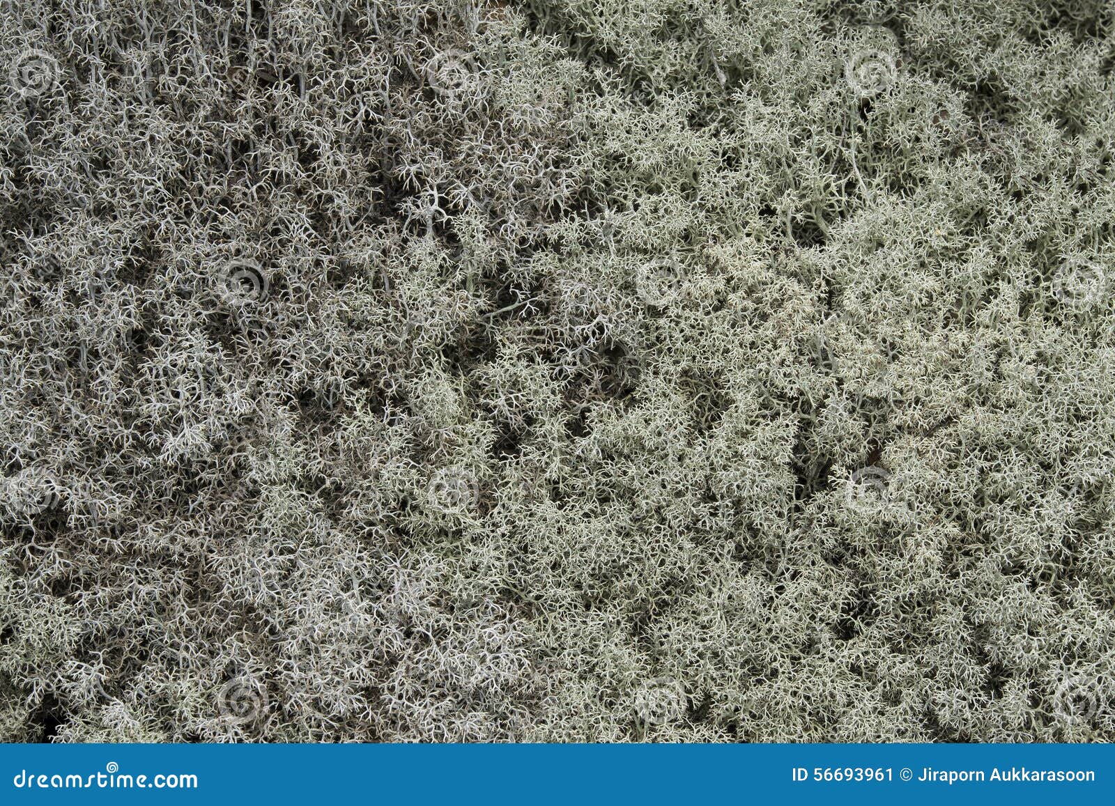 Background of lichens stock image. Image of mounds, northern - 56693961