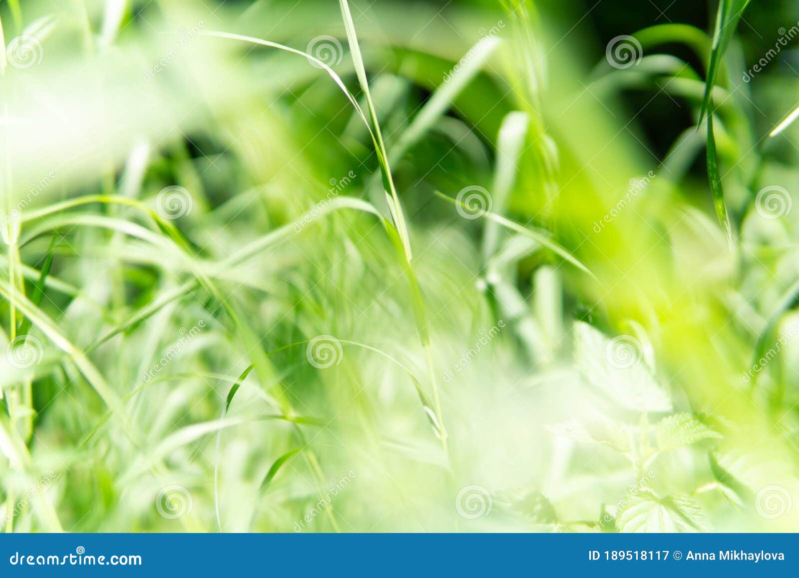 Background of Light Green Grass. Stock Image - Image of field, color ...