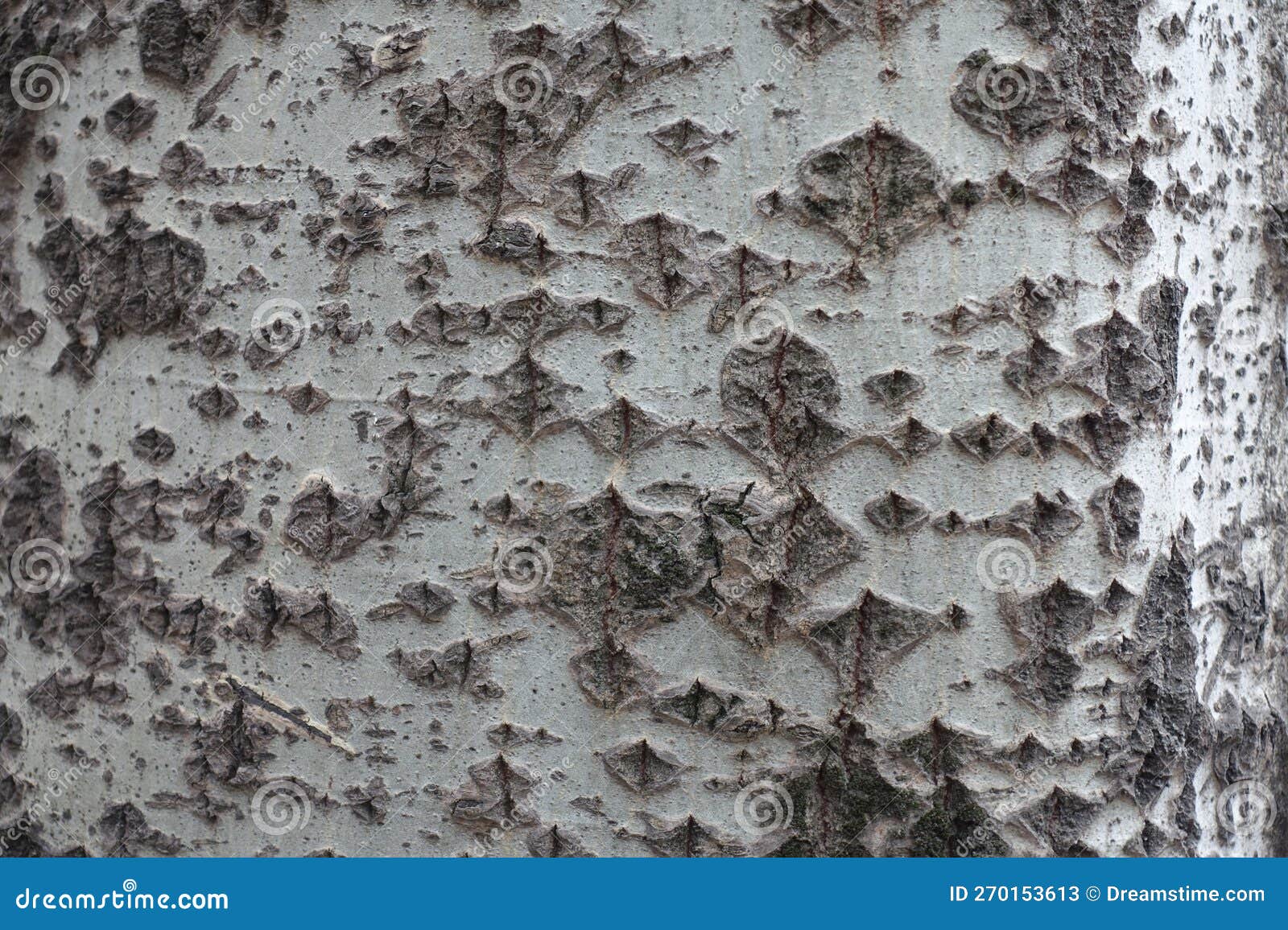Background - Light Greenish Gray Bark of Silver Poplar Stock Image ...