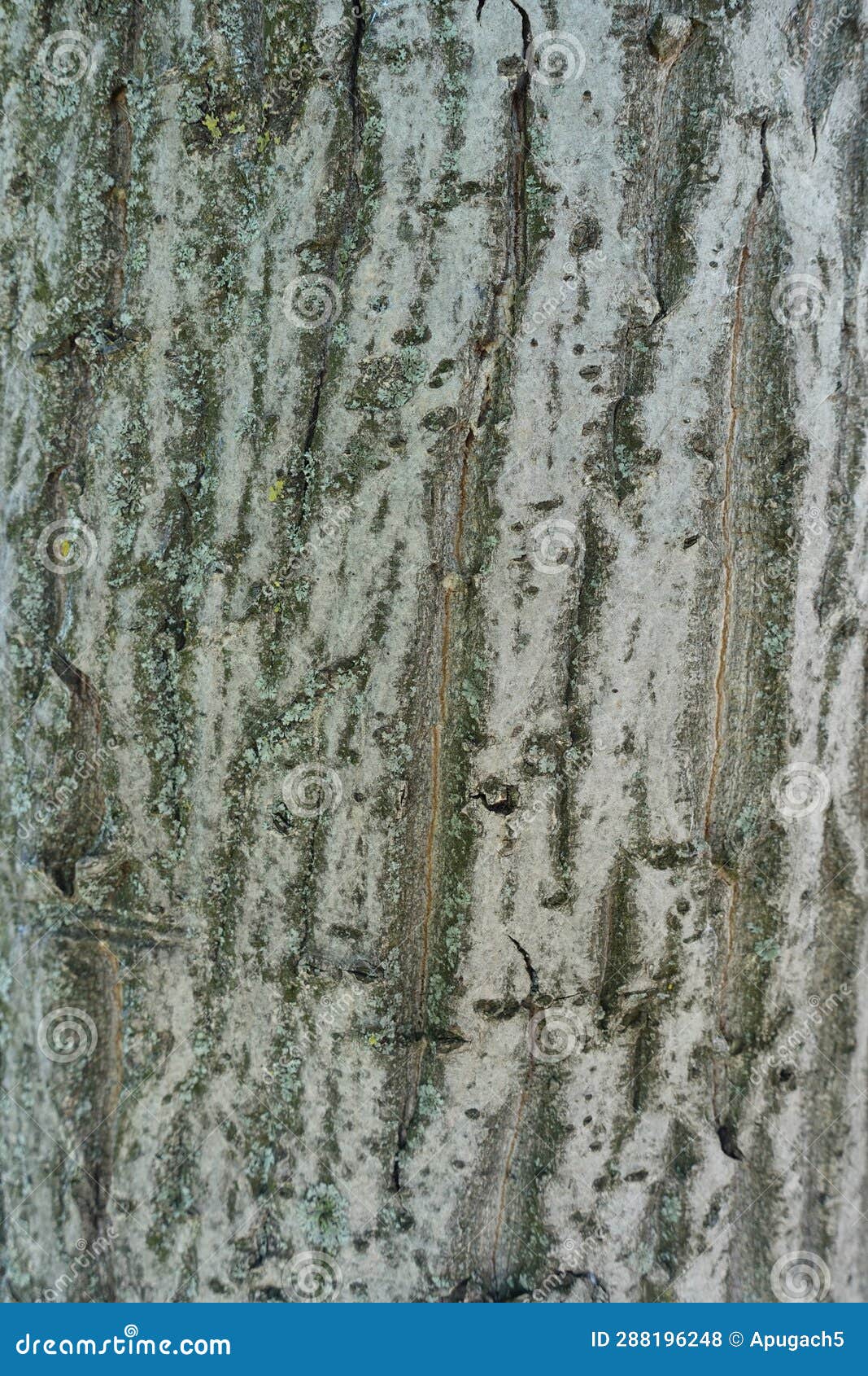 Background - Light Gray Bark of Persian Walnut Tree Stock Photo - Image ...