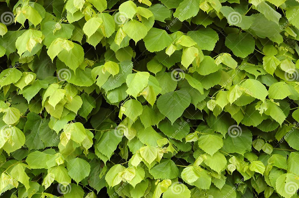 Background of a Lime Tree stock photo. Image of abstract - 9869434