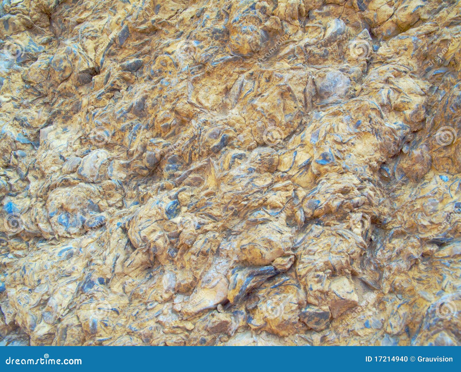 1,177 Limestone Shells Stock Photos - Free & Royalty-Free Stock Photos ...